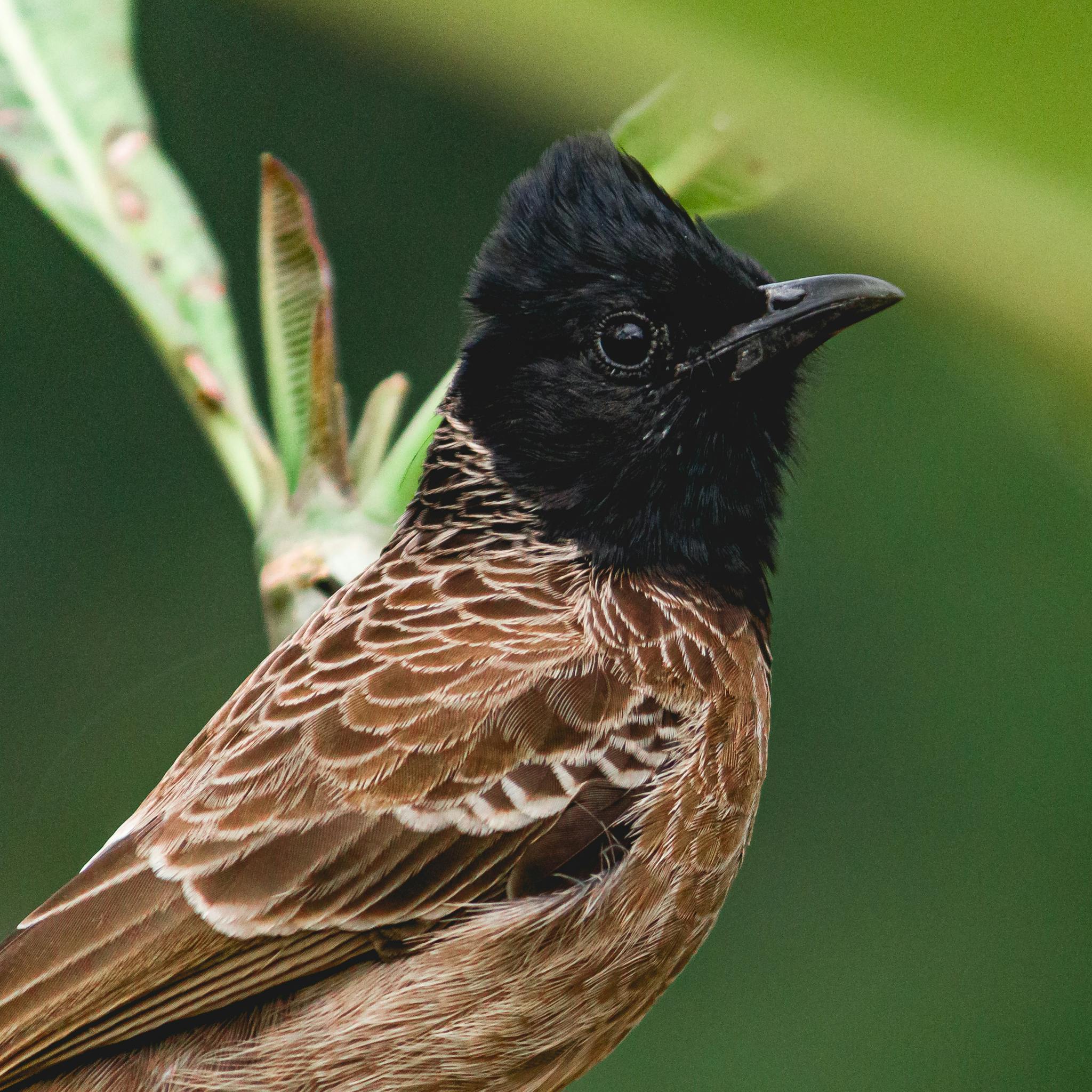 Close-Up Shot of a Red-Vented Bulbul Bird · Free Stock Photo