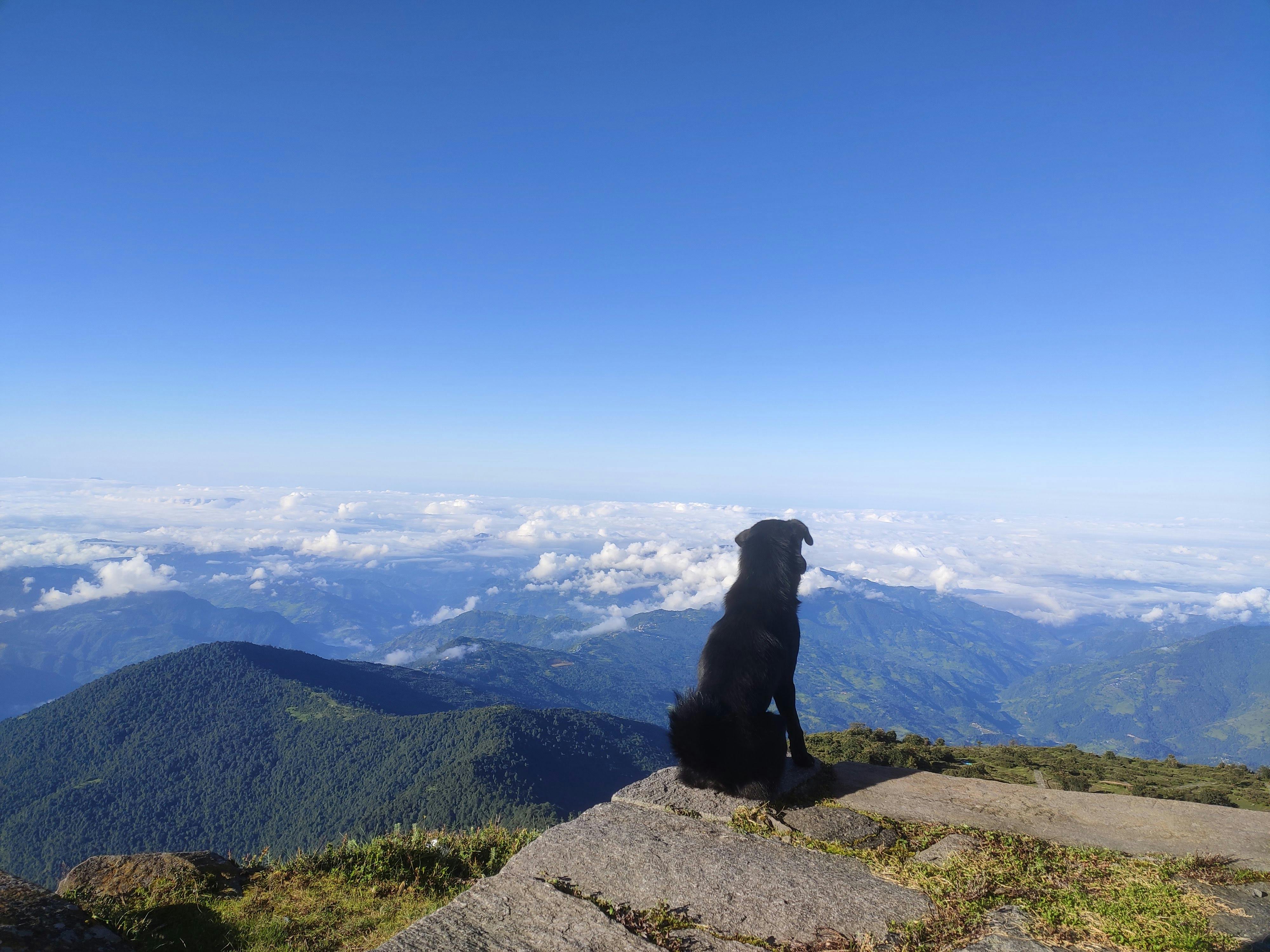 Boxer Dog Back View Photos, Download The BEST Free Boxer Dog Back View ...