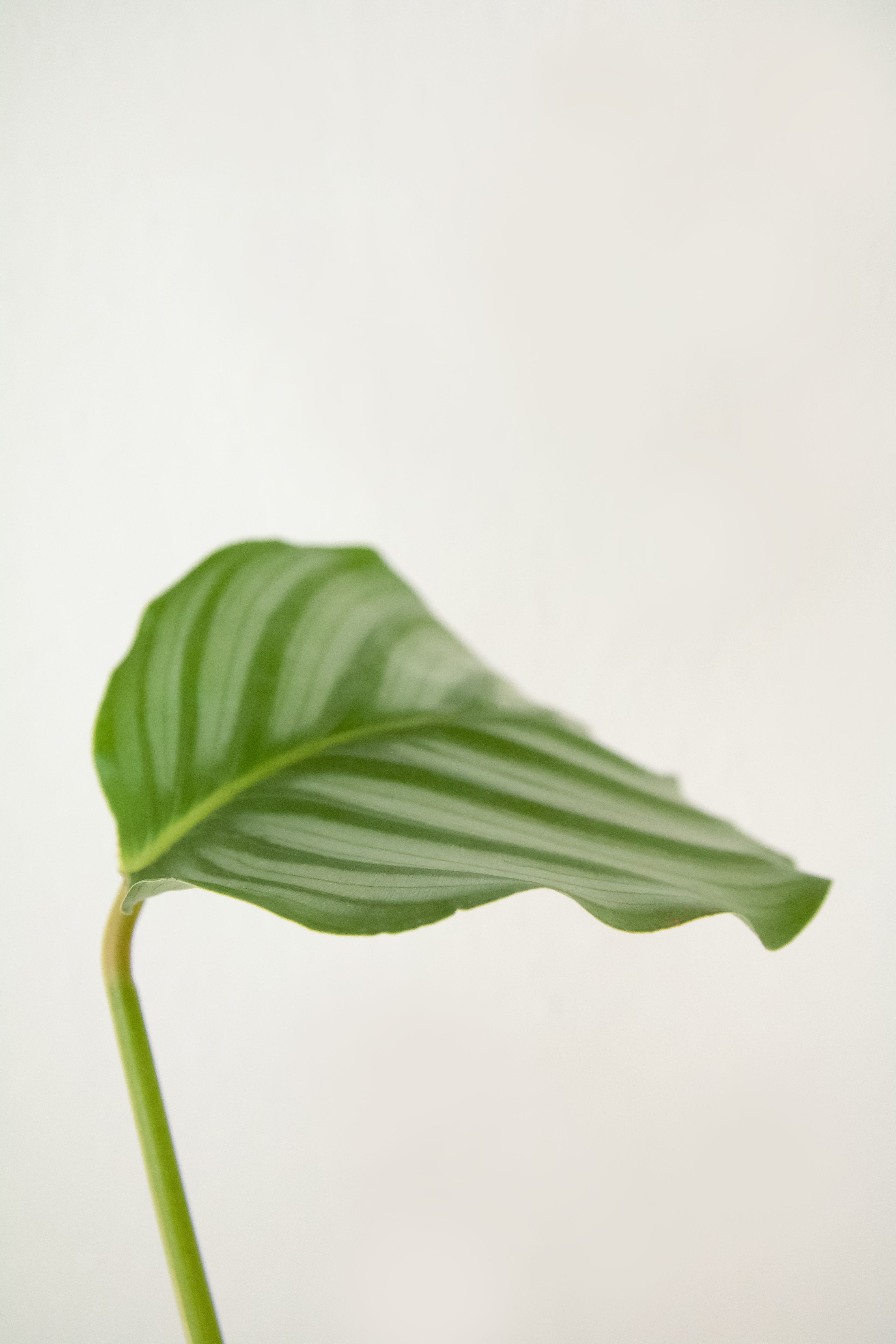 101.103+ Fotos y Imágenes de Plantera planter Gratis · Banco de Fotos ...