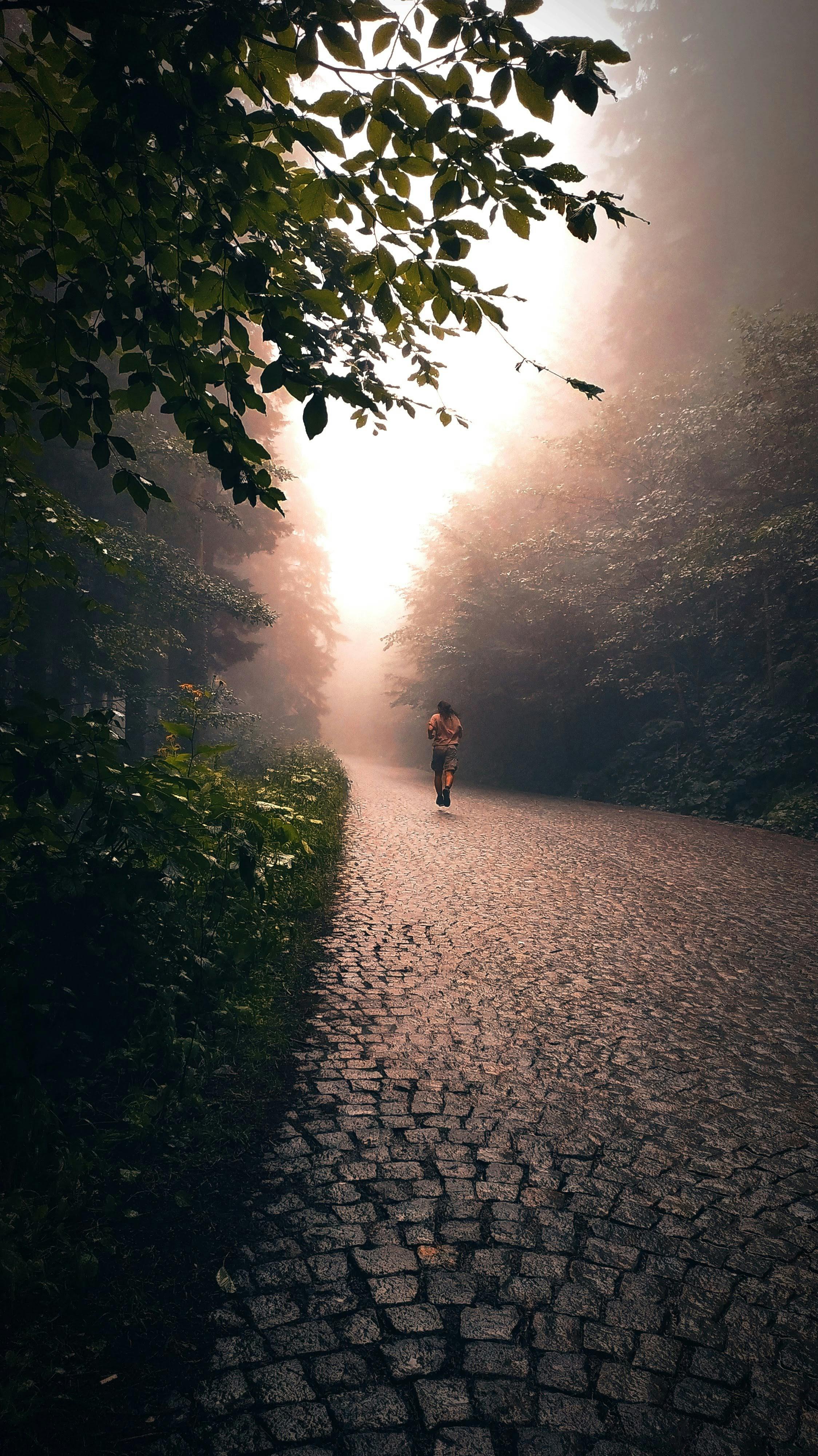 Pathway Between Dark Green Trees · Free Stock Photo