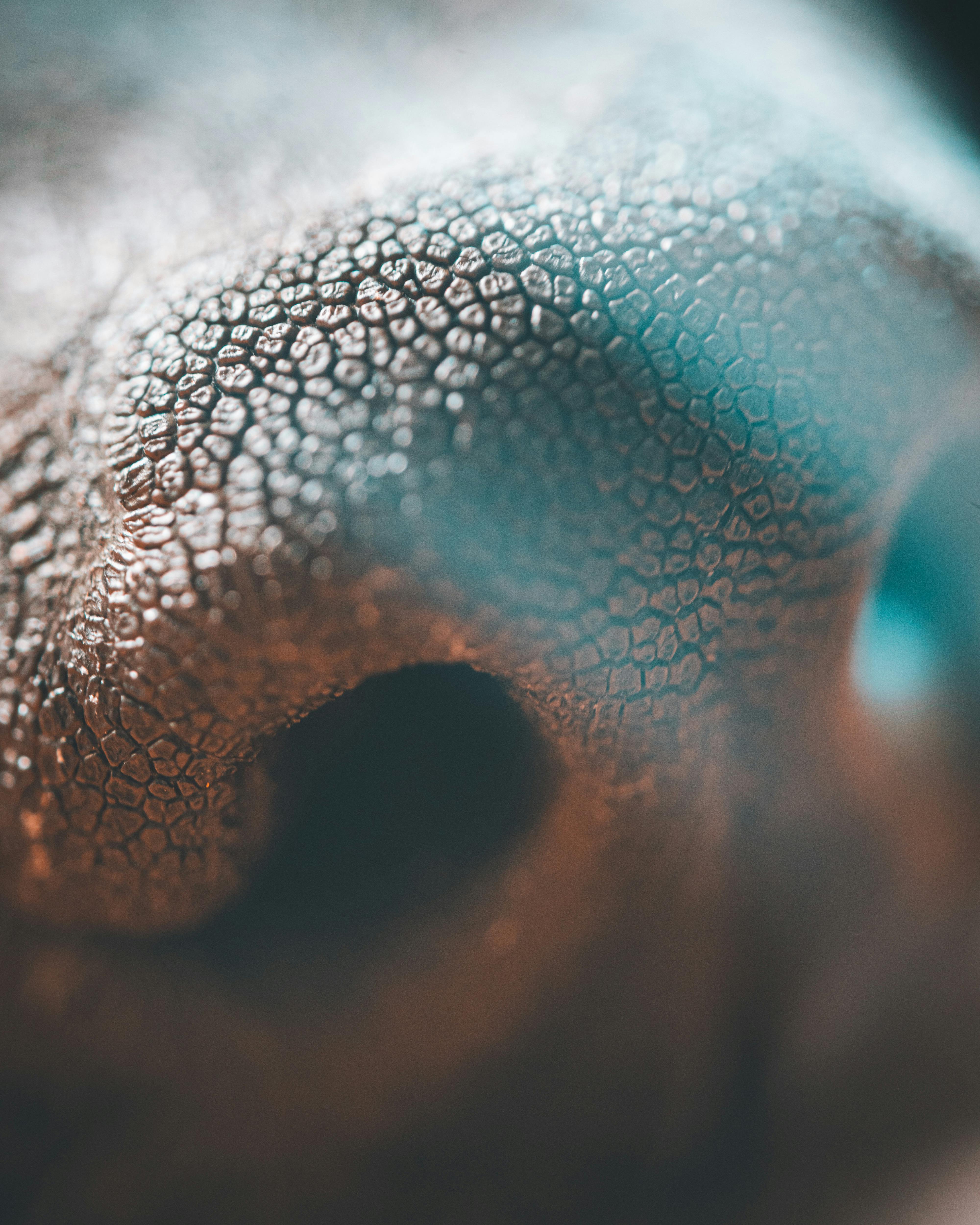 Close-up Photo of a Snout · Free Stock Photo