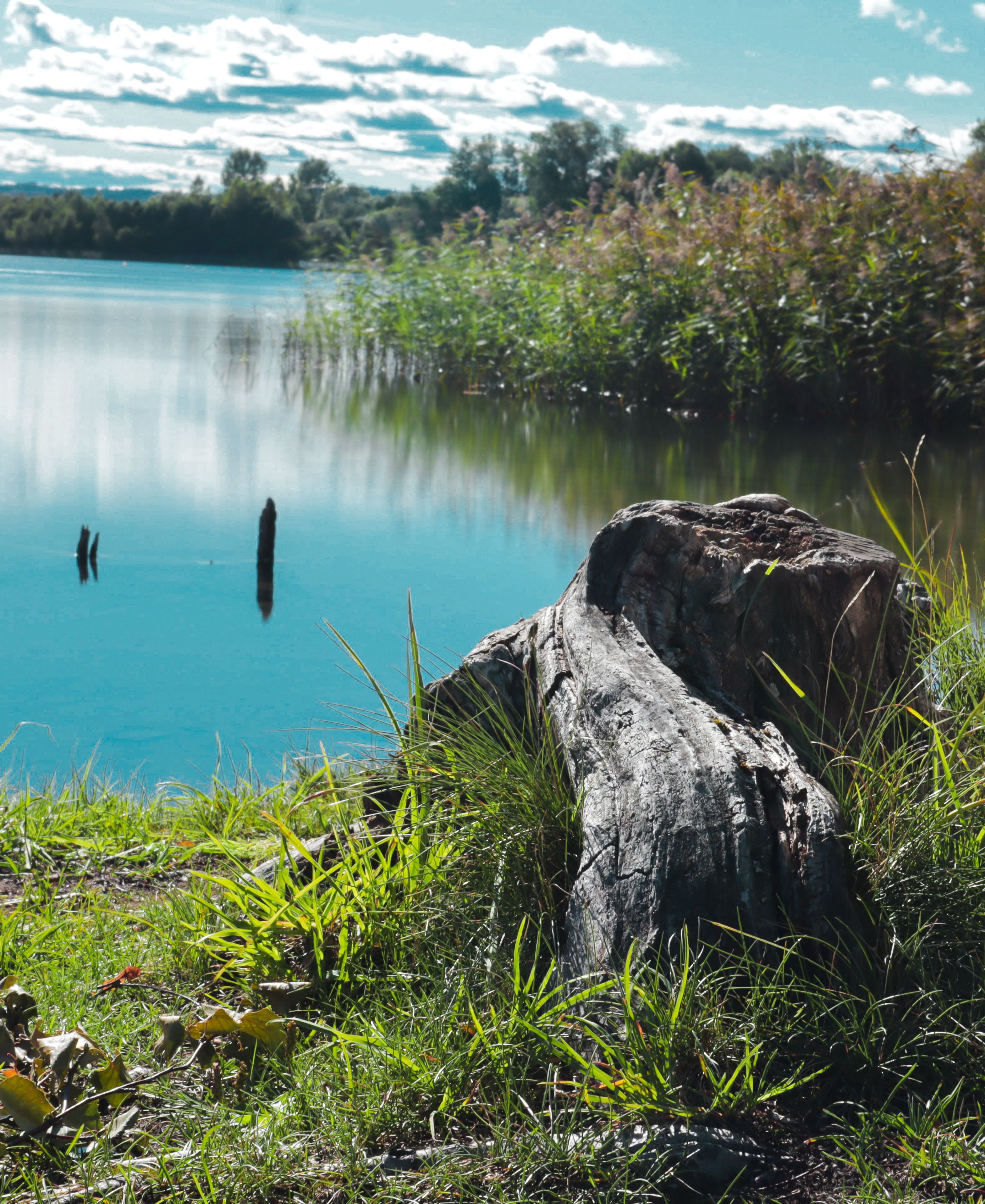 Tree Stump on the Lakeshore · Free Stock Photo