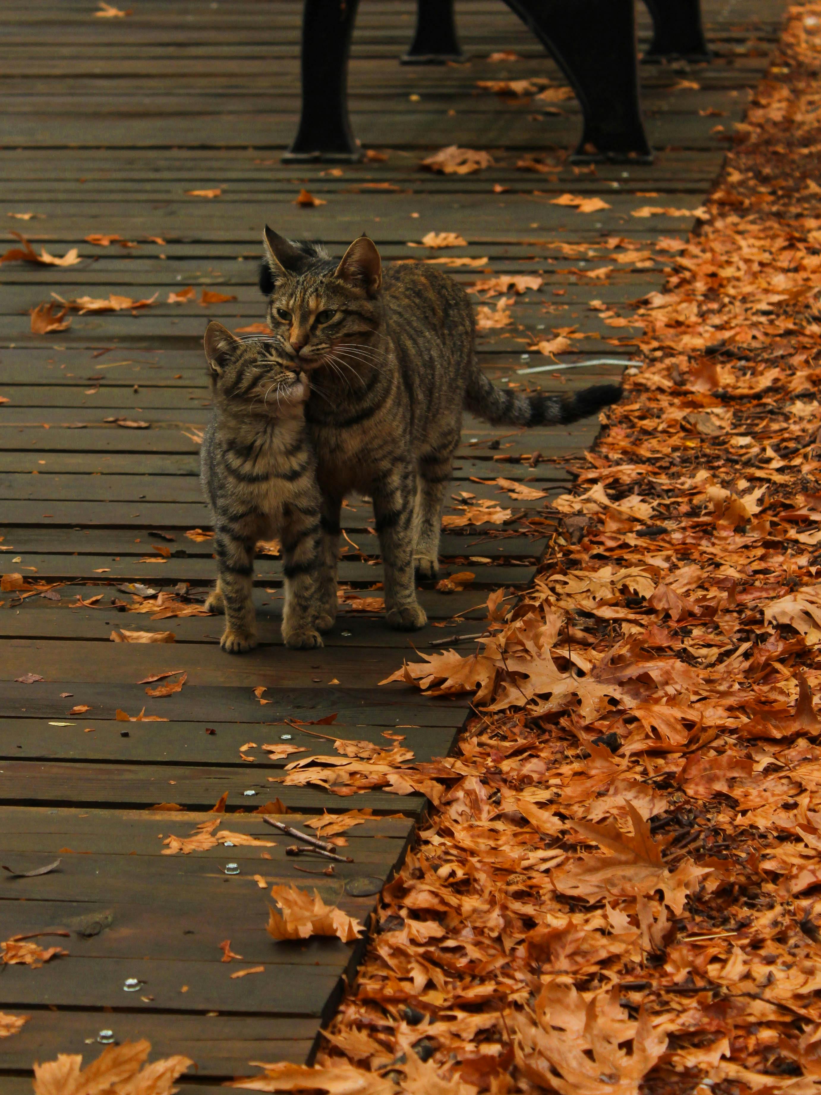 Close-up Photo of Tabby Cats · Free Stock Photo