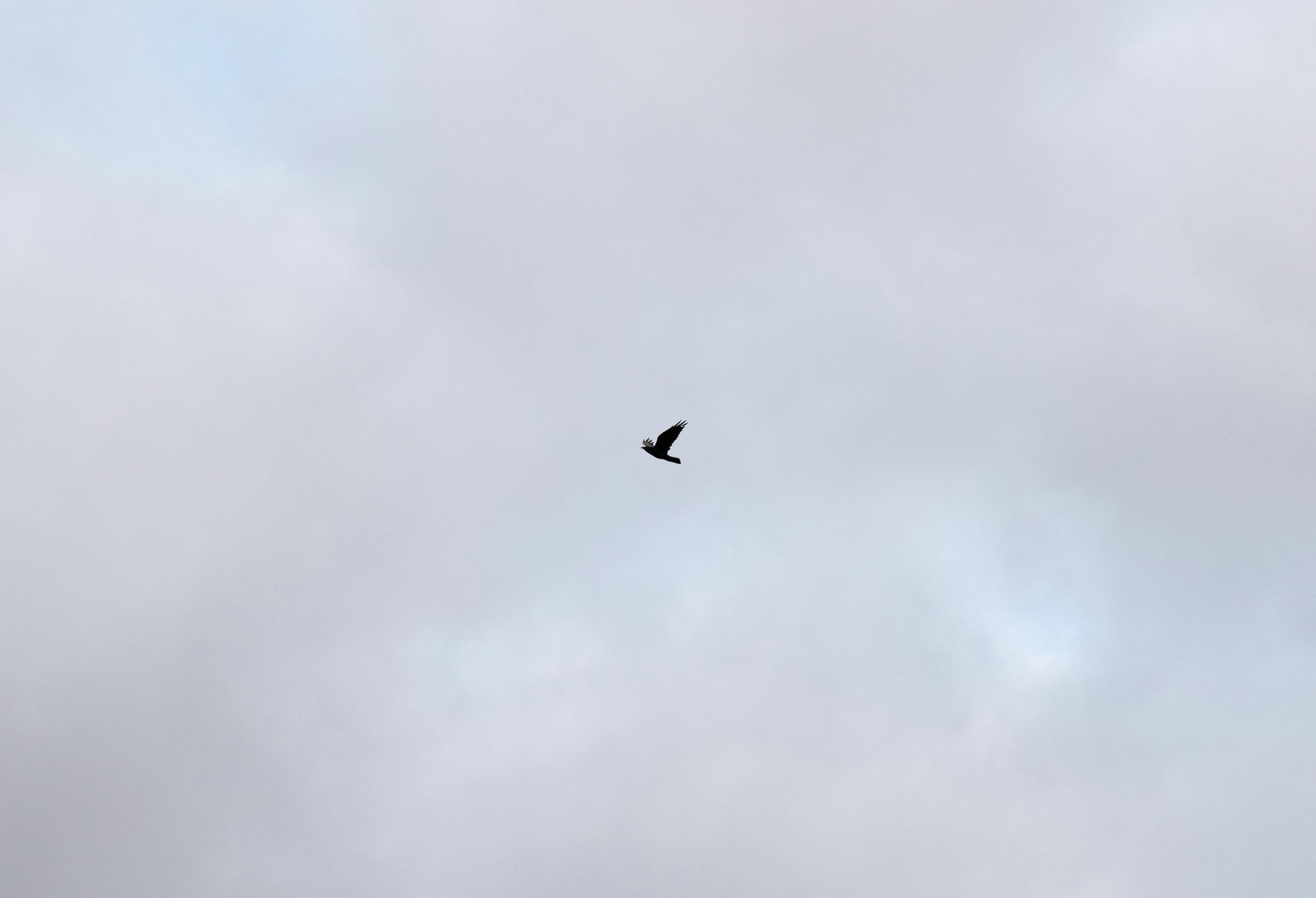 A Bird Flying Under White Sky · Free Stock Photo