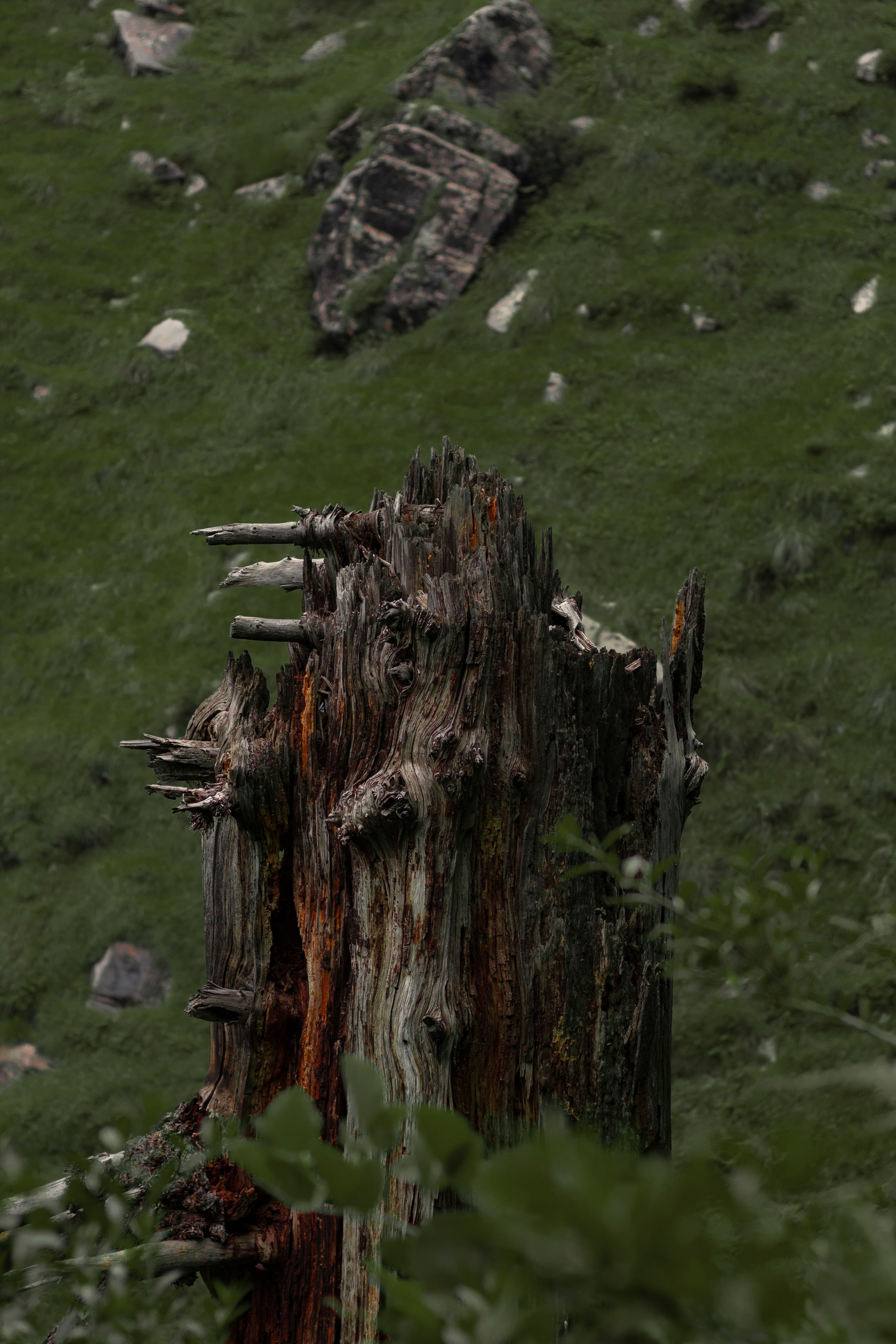 Brown Wood Log · Free Stock Photo