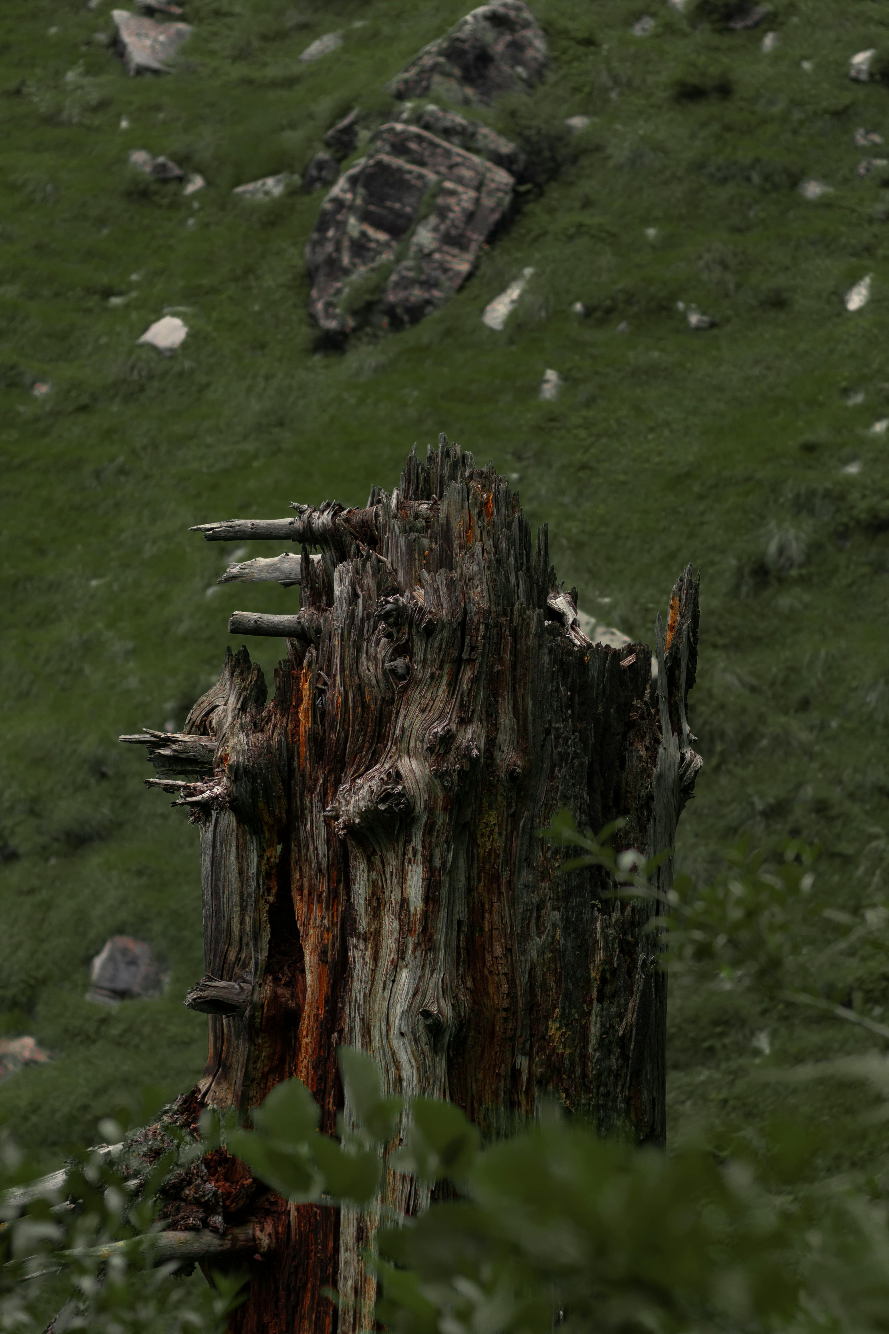 Close-up of Tree Stump · Free Stock Photo