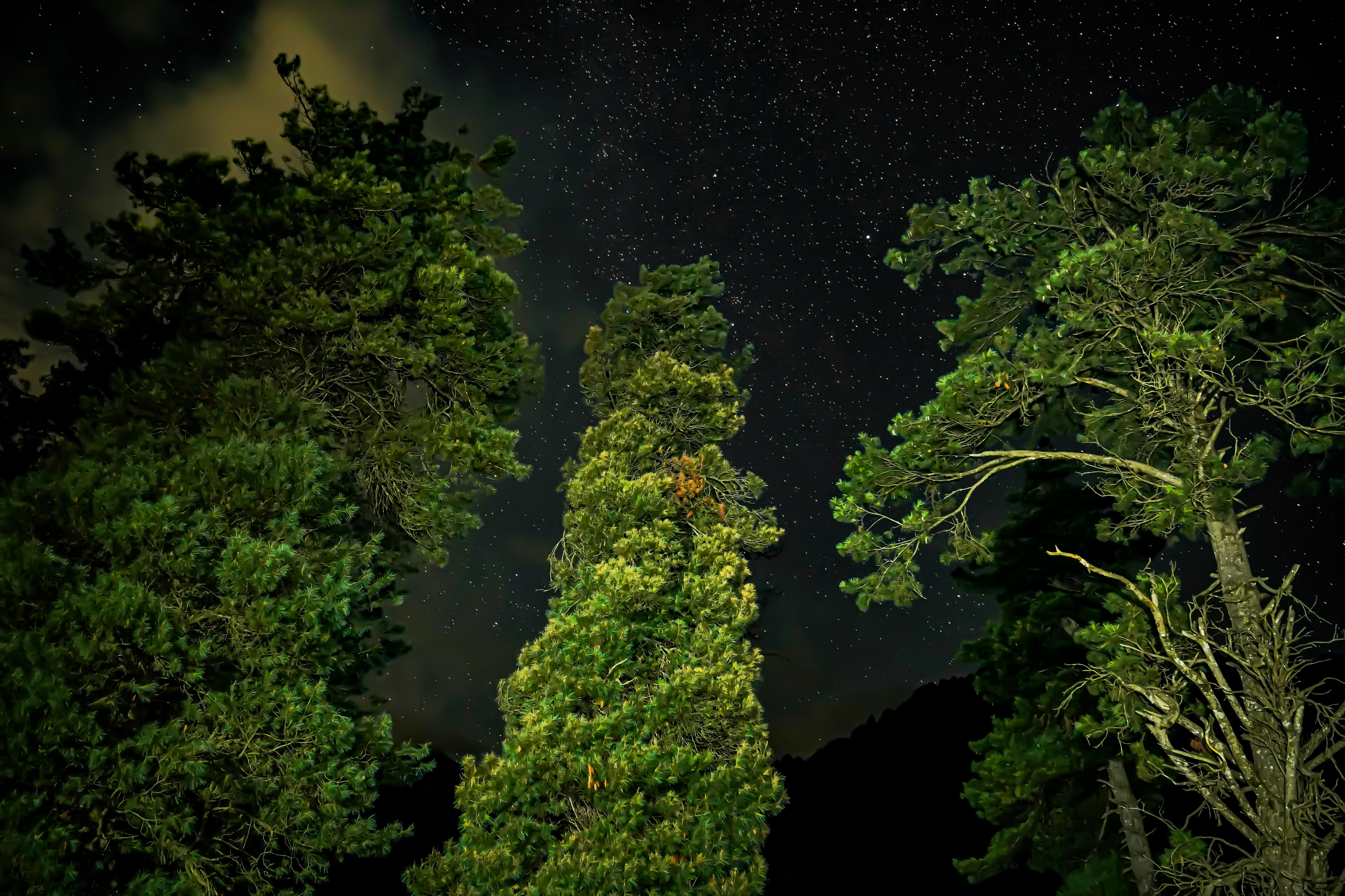 Low Angle Shot of Green Trees under Starry Sky · Free Stock Photo