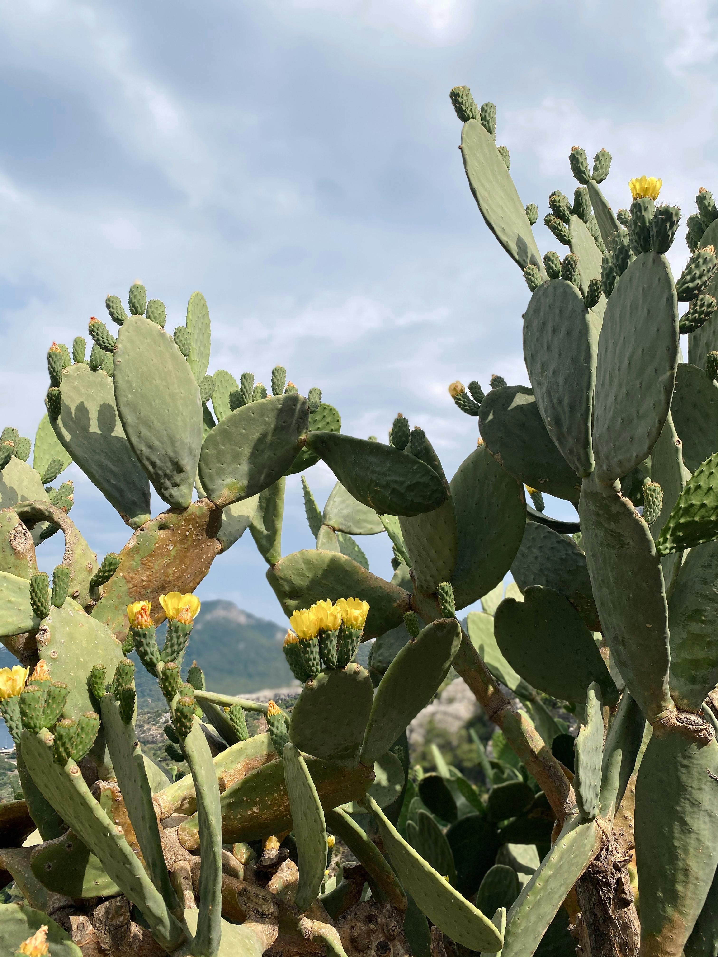 Brown Cactus on Brown Field Under Blue Sky · Free Stock Photo