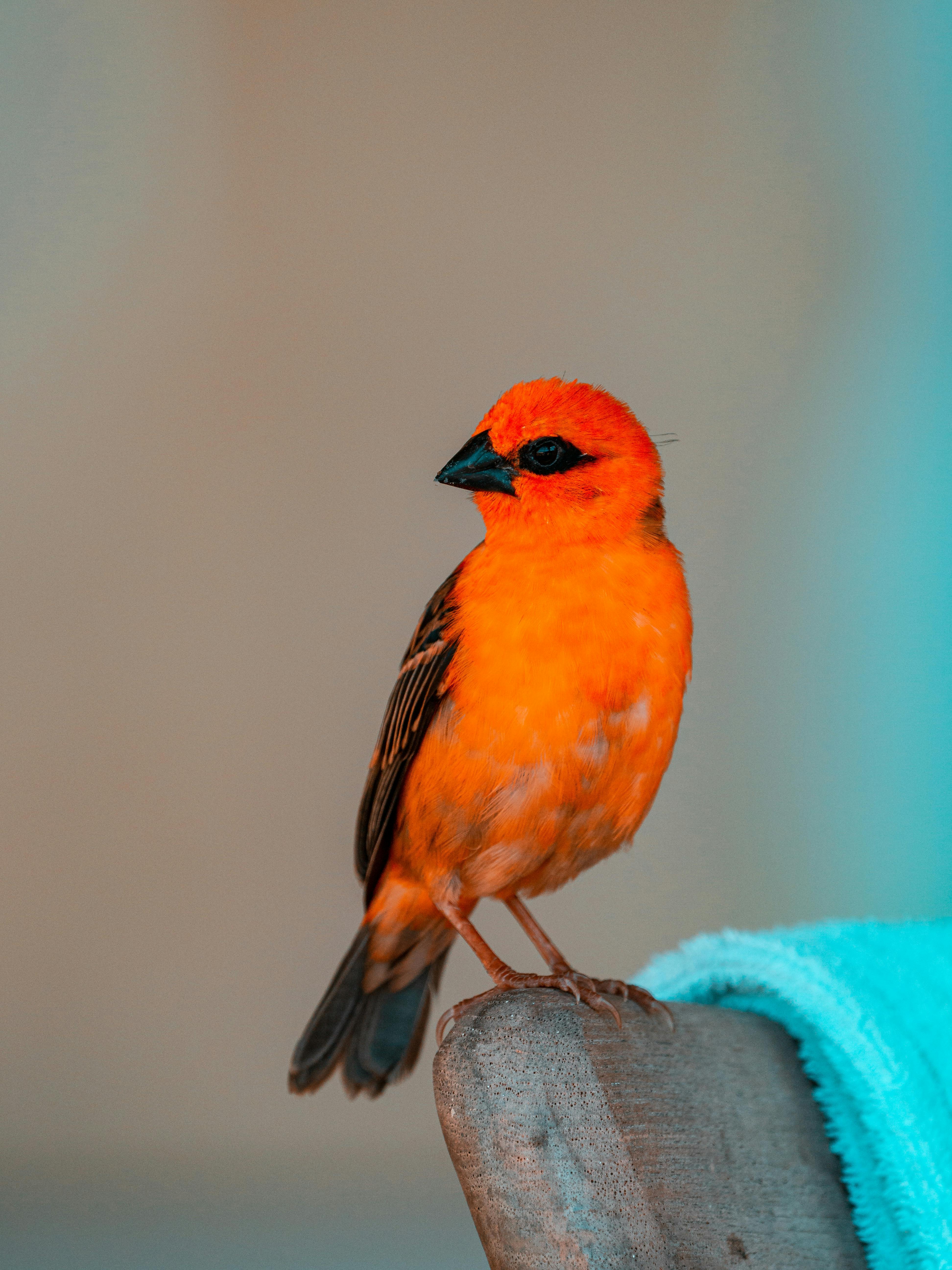 Close-up Photo of Orange Bird Perched on a Wood · Free Stock Photo