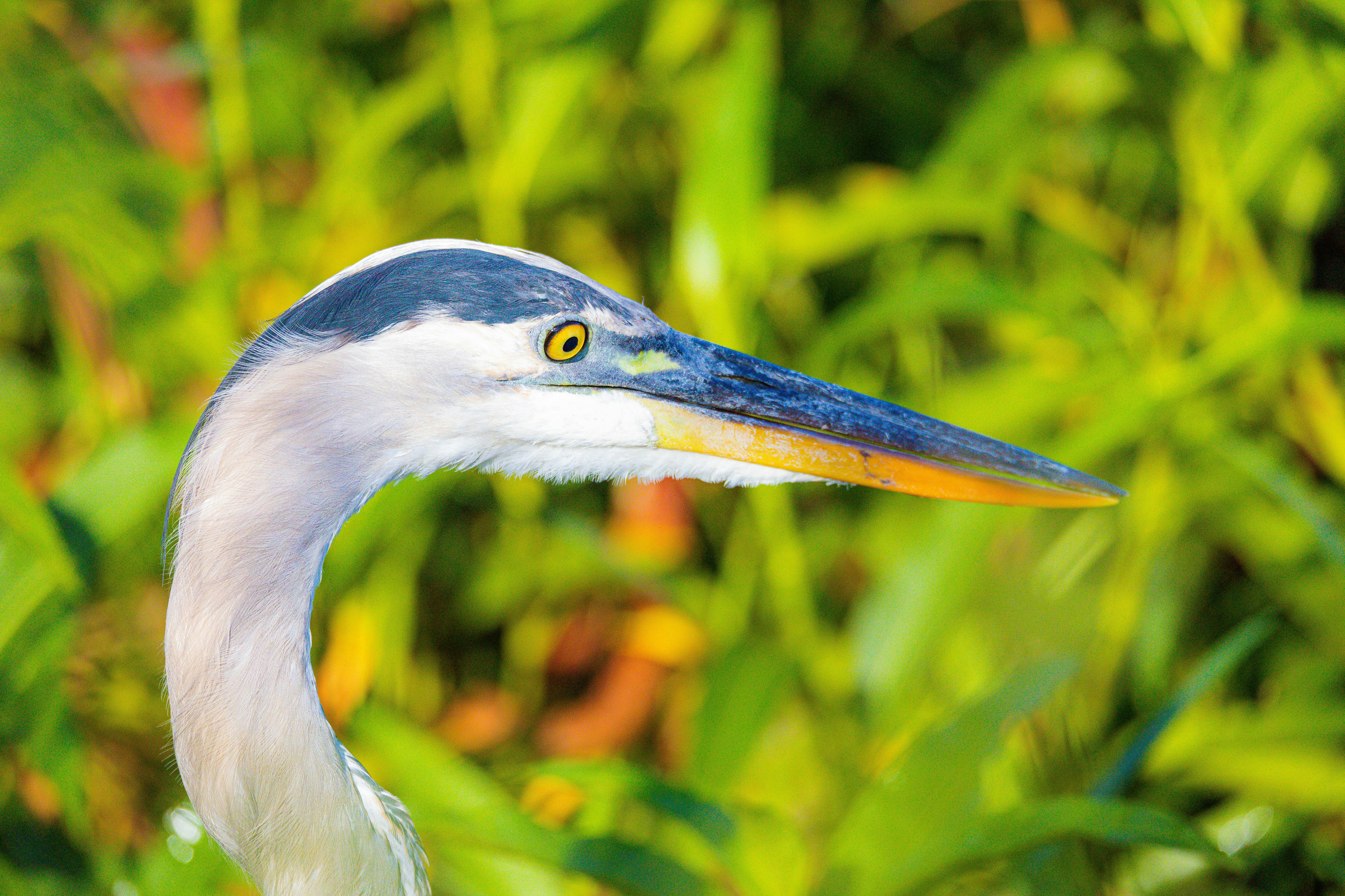 Close-Up Photo of Great Blue Heron · Free Stock Photo