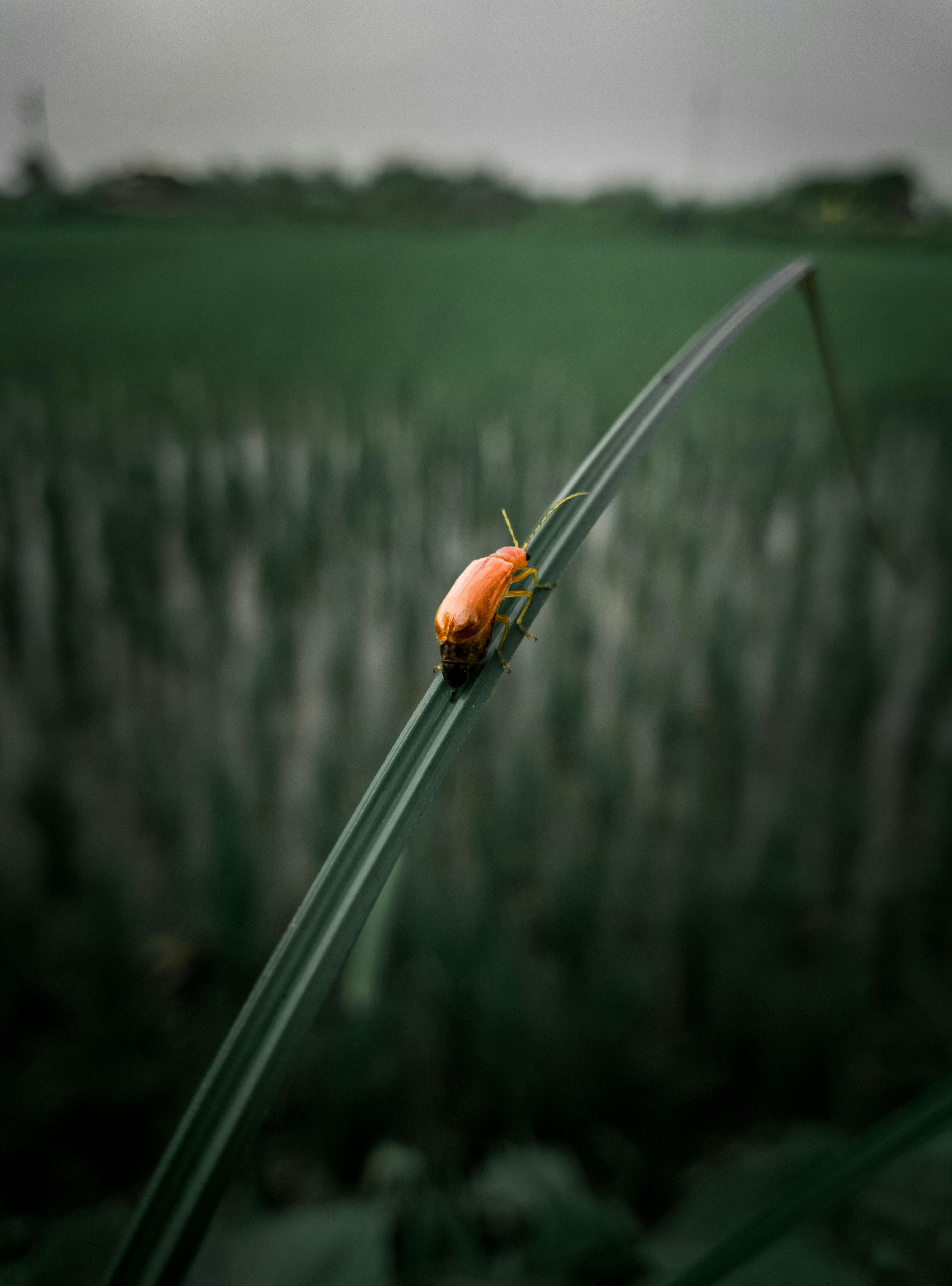 Bug on Leaf · Free Stock Photo