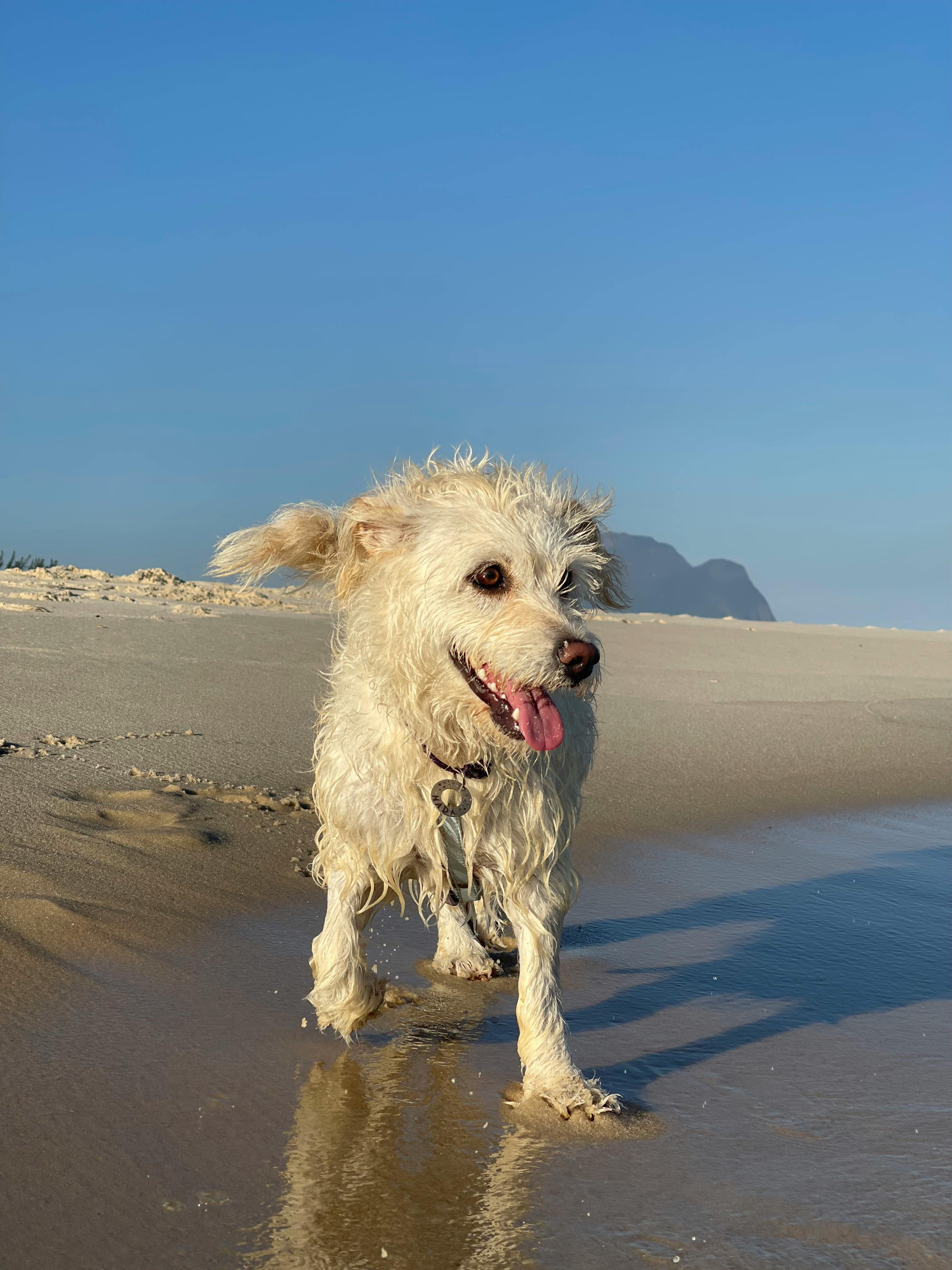 Photo of Dog On Sand · Free Stock Photo