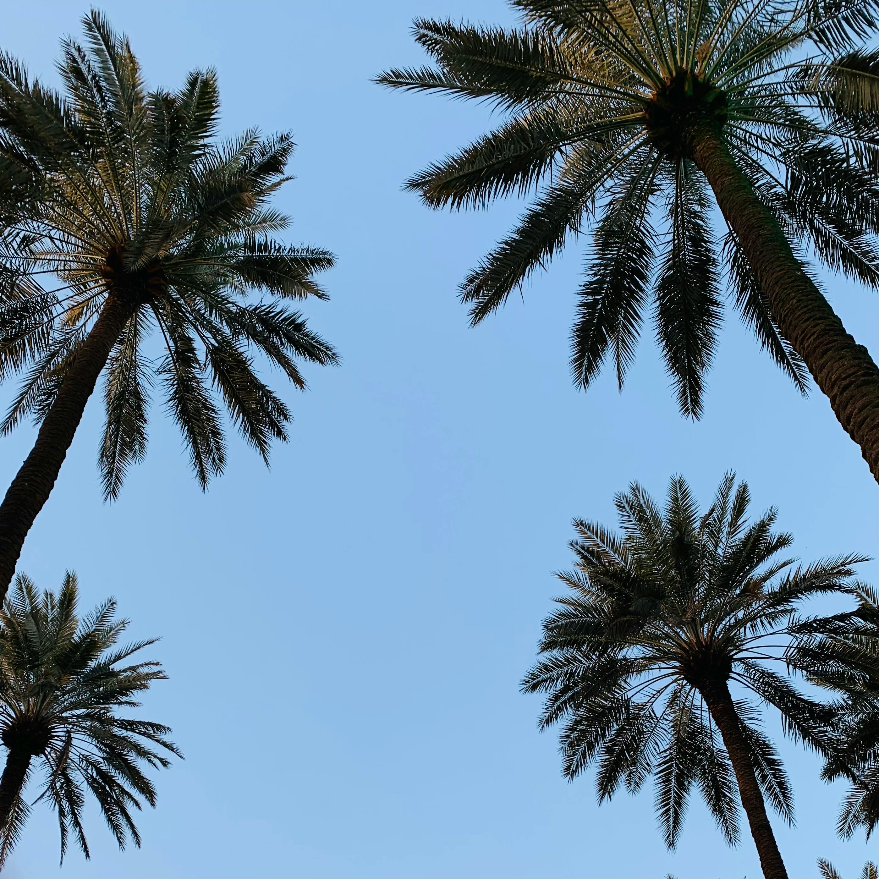 Low Angle Shot of Palm Trees · Free Stock Photo