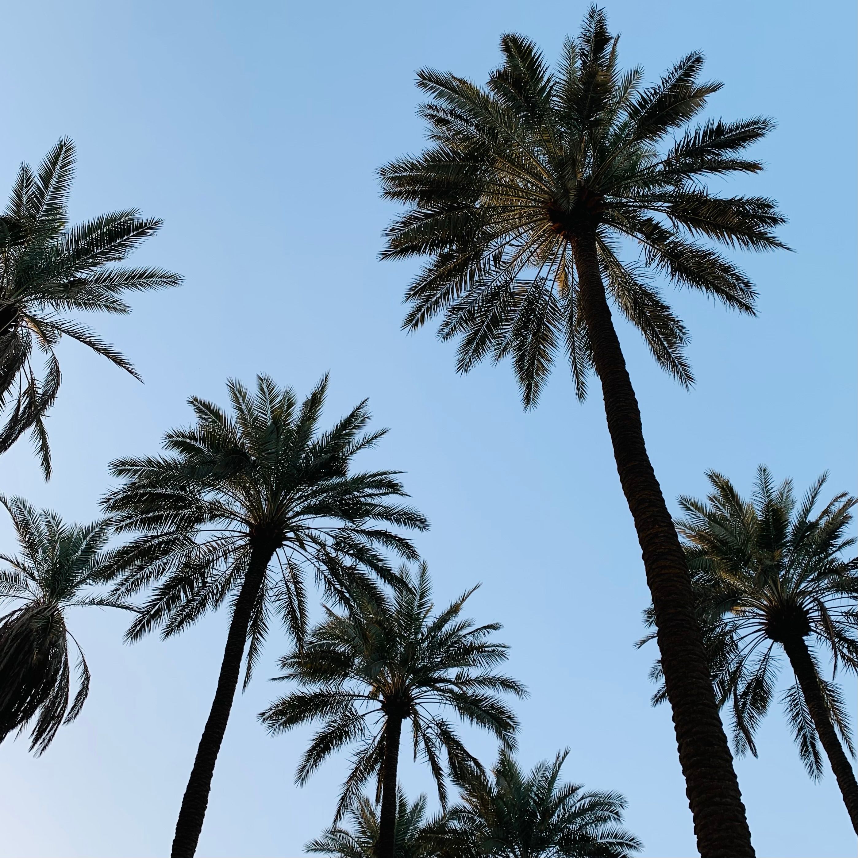 Low Angle Shot of Palm Trees · Free Stock Photo