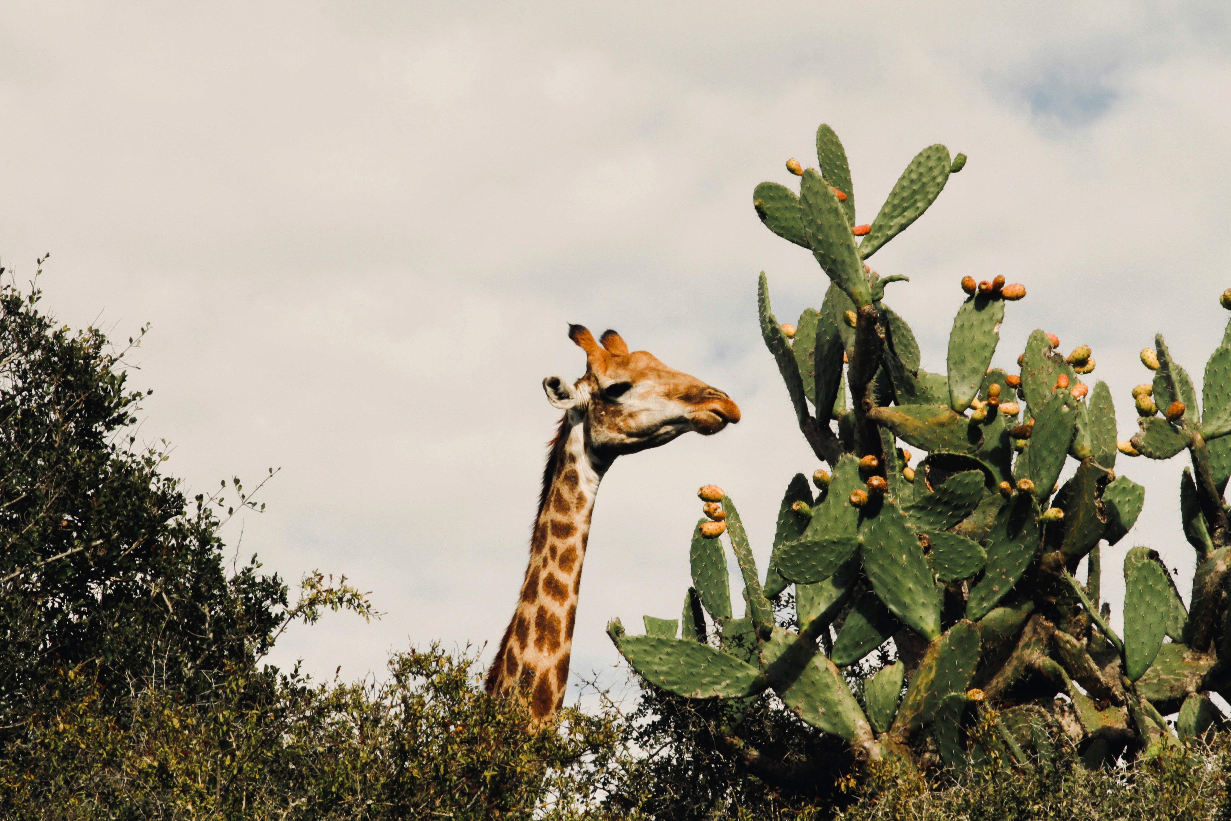 Brown Giraffe beside a Cactus Plant · Free Stock Photo