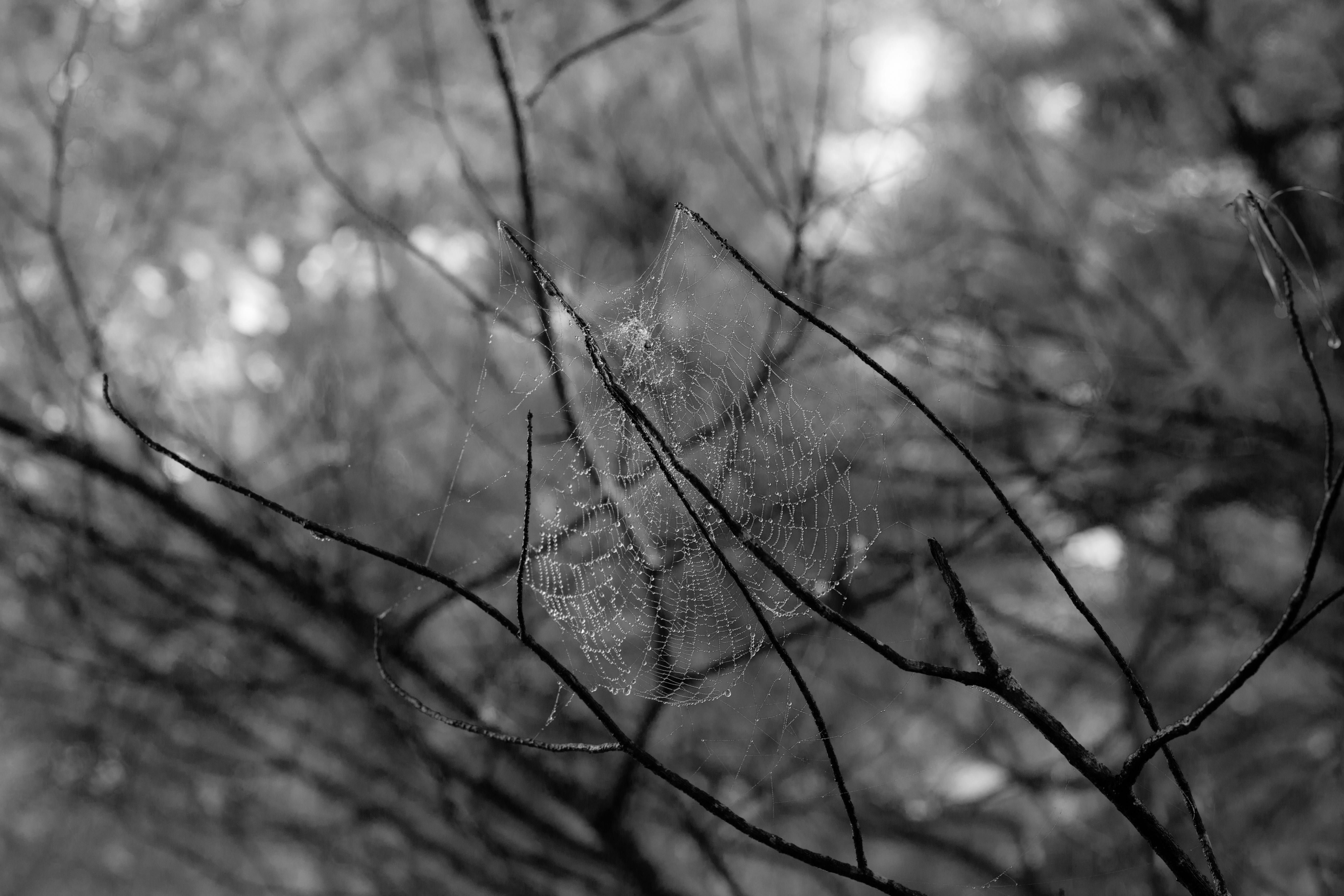 Spider Web with Water Droplets in Grayscale Photography · Free Stock Photo