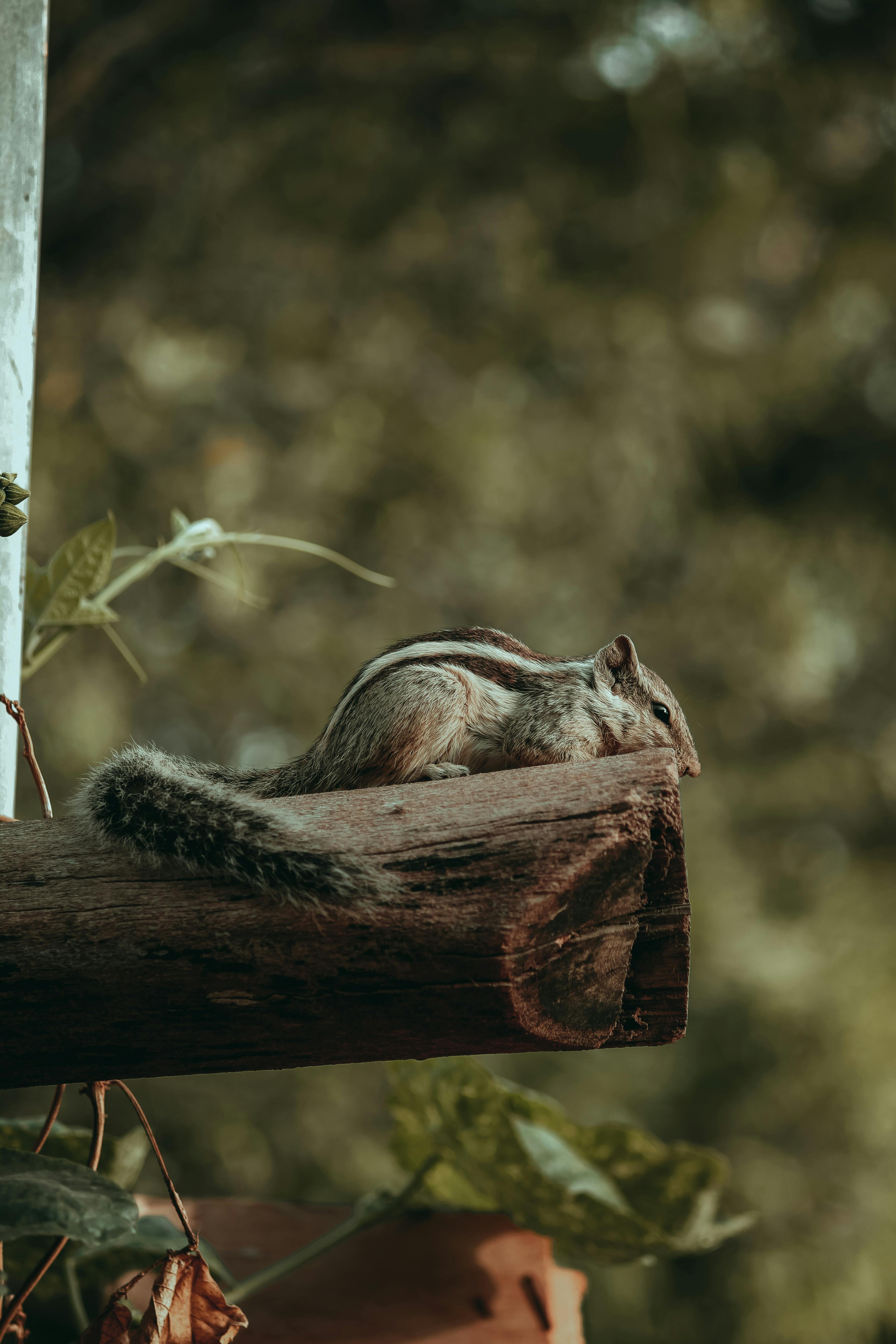 Climbing Chinese Rock Squirrel · Free Stock Photo