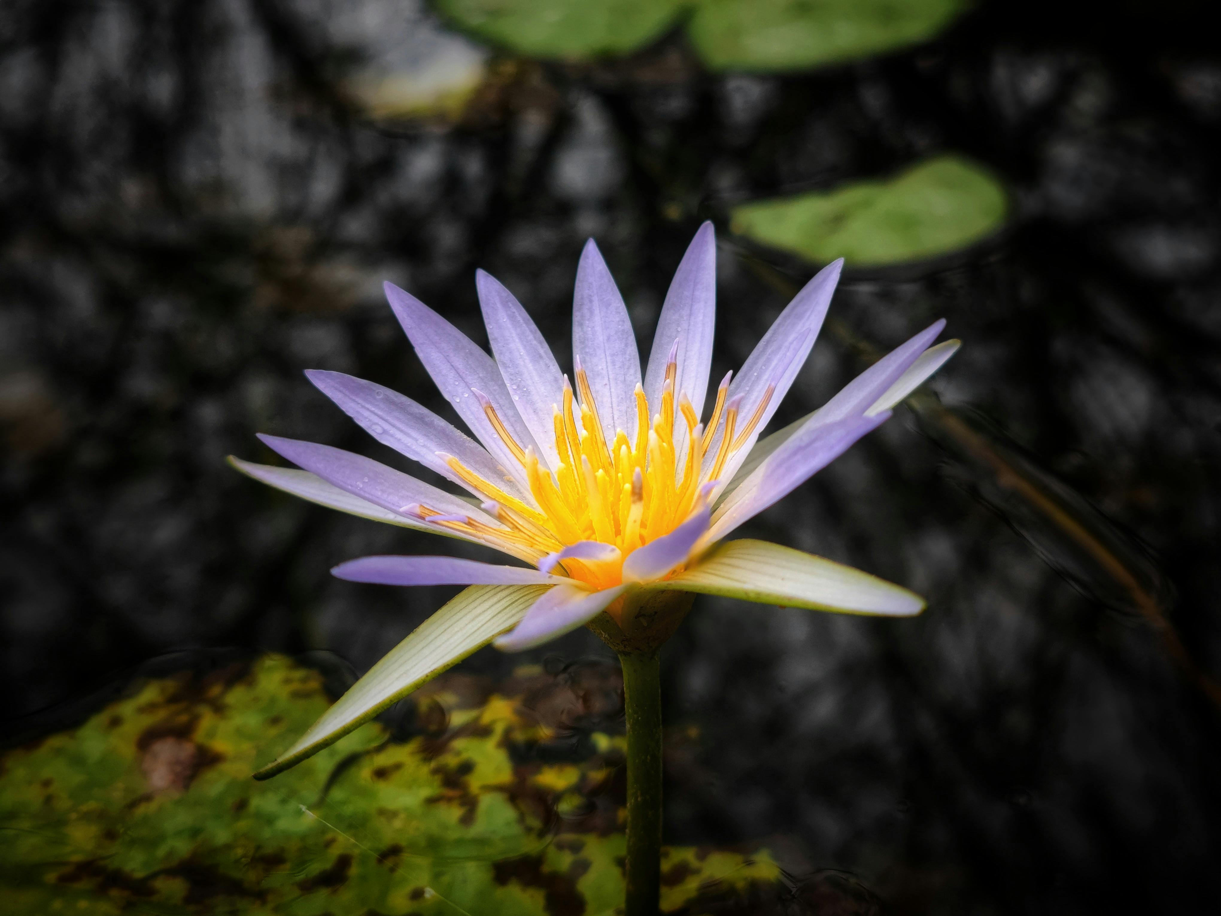 Egyptian Lotus Photos, Download The BEST Free Egyptian Lotus Stock ...