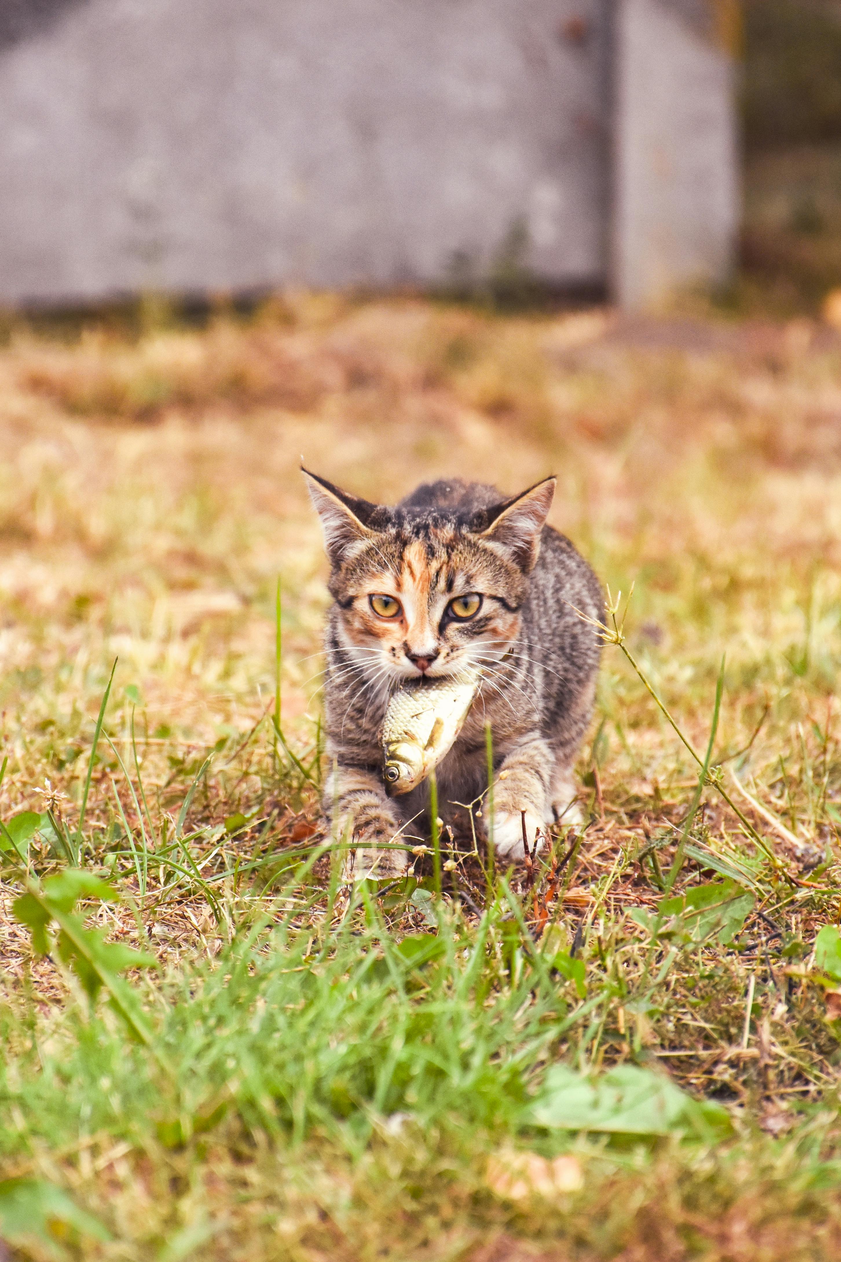 Cat Running Photos, Download The BEST Free Cat Running Stock Photos ...