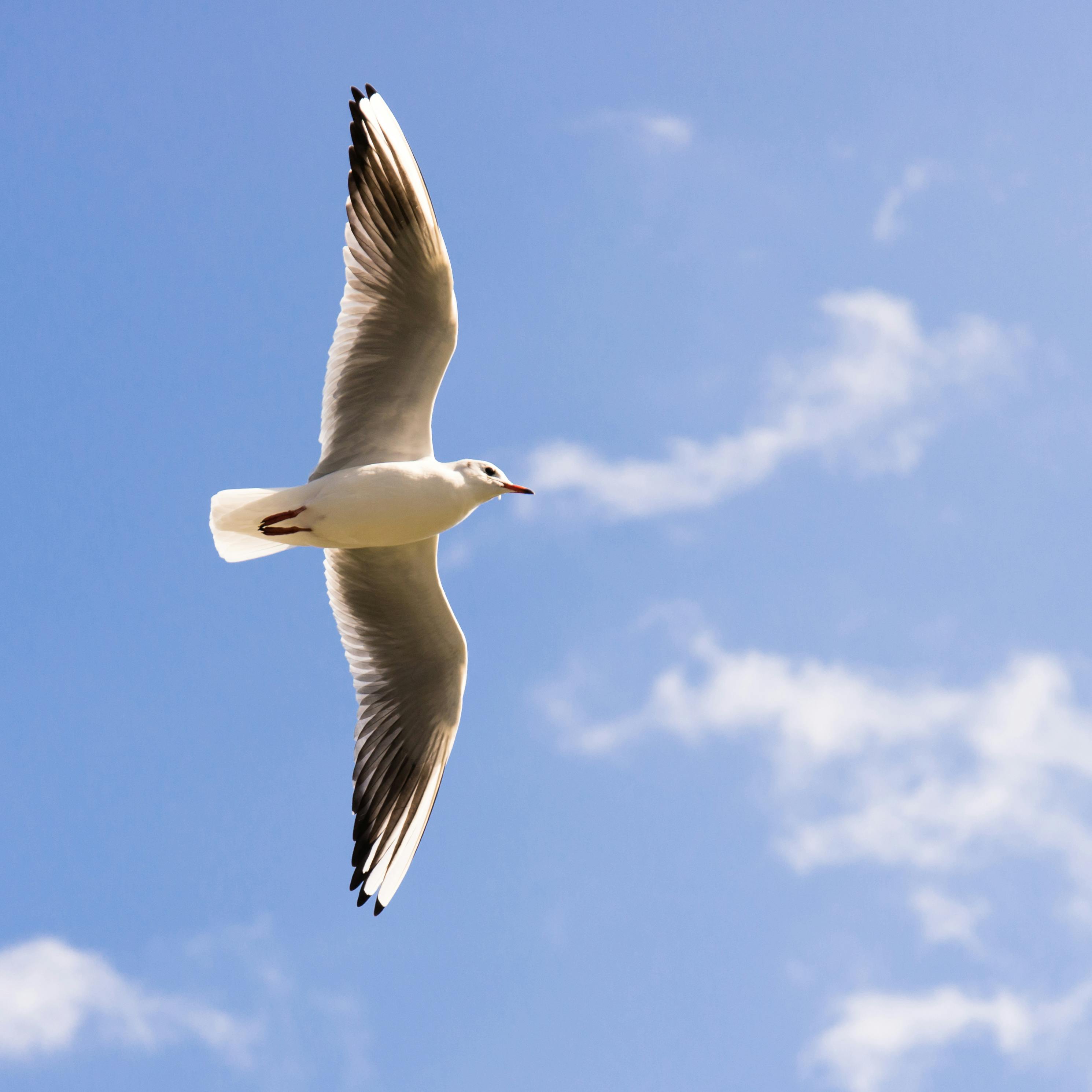 Flying freedom Images - Search Images on Everypixel