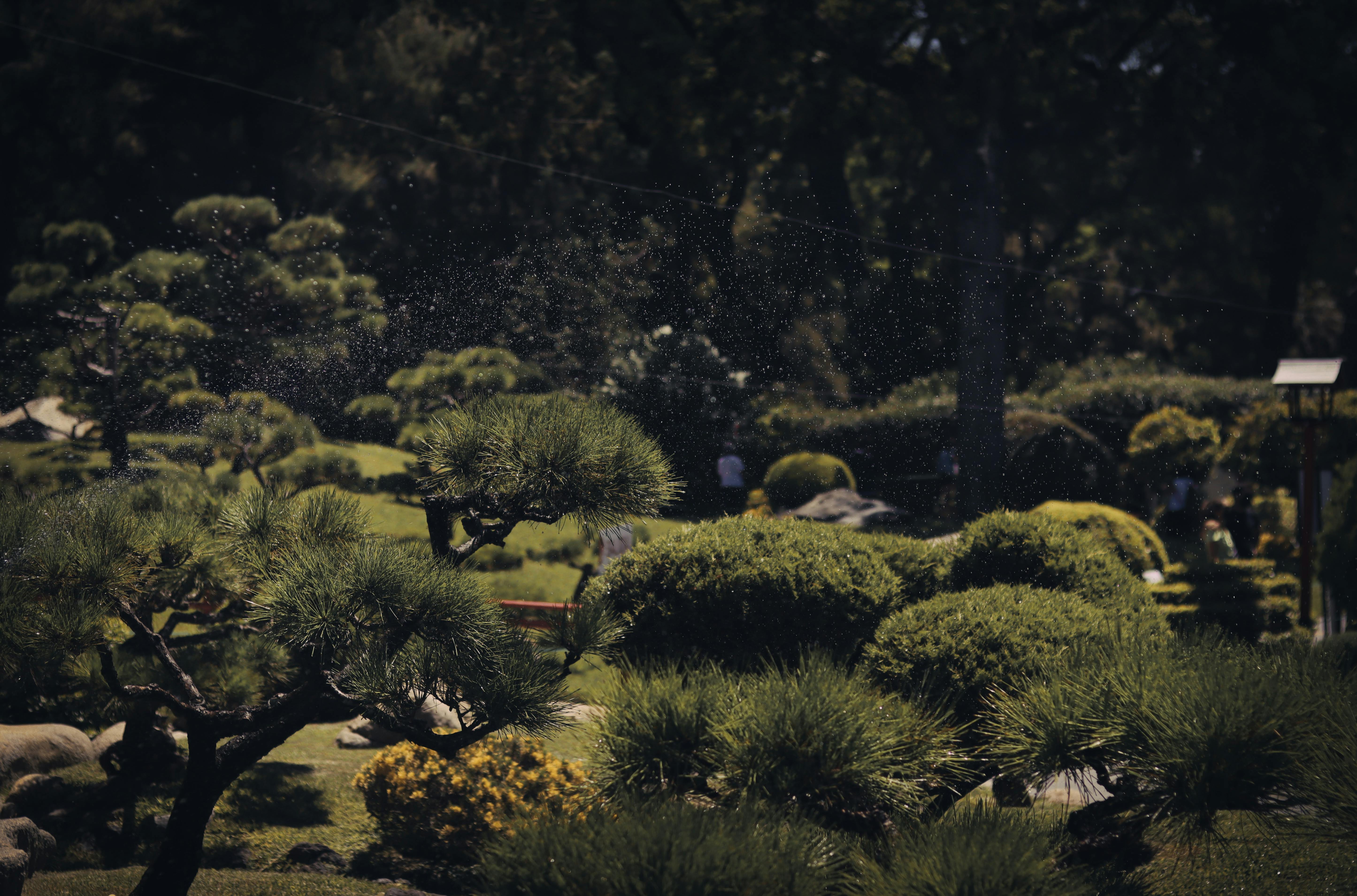 Green Trees and Plants in the Garden · Free Stock Photo