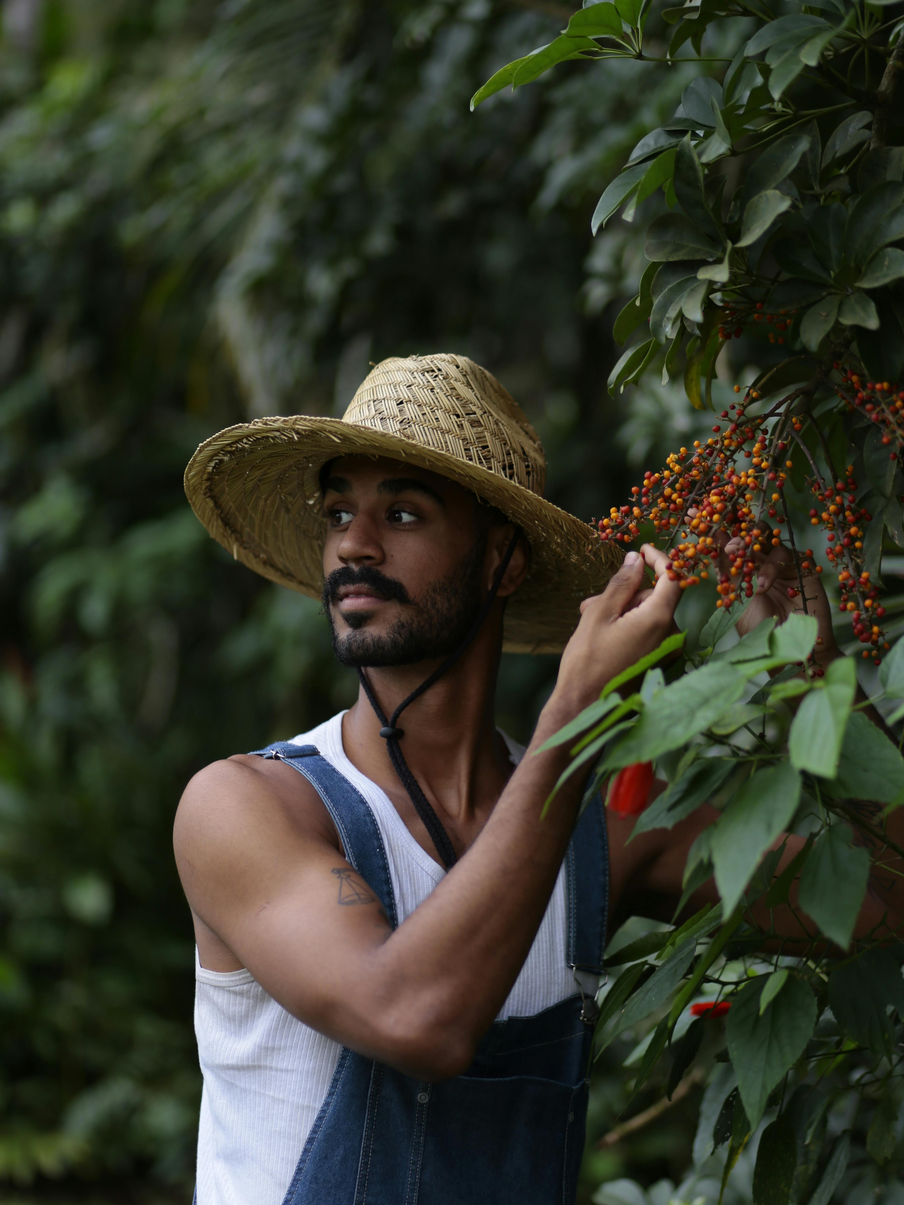 Man with Moustache Wearing a Straw Hat and Picking Fruit from a Tree ...