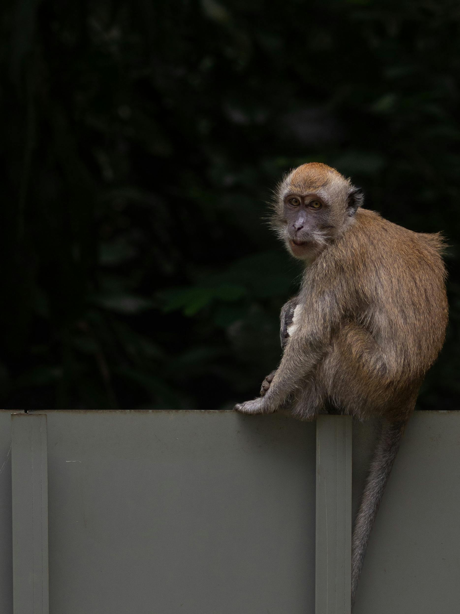 Close-Up Shot of Monkeys on Wooden Surface · Free Stock Photo