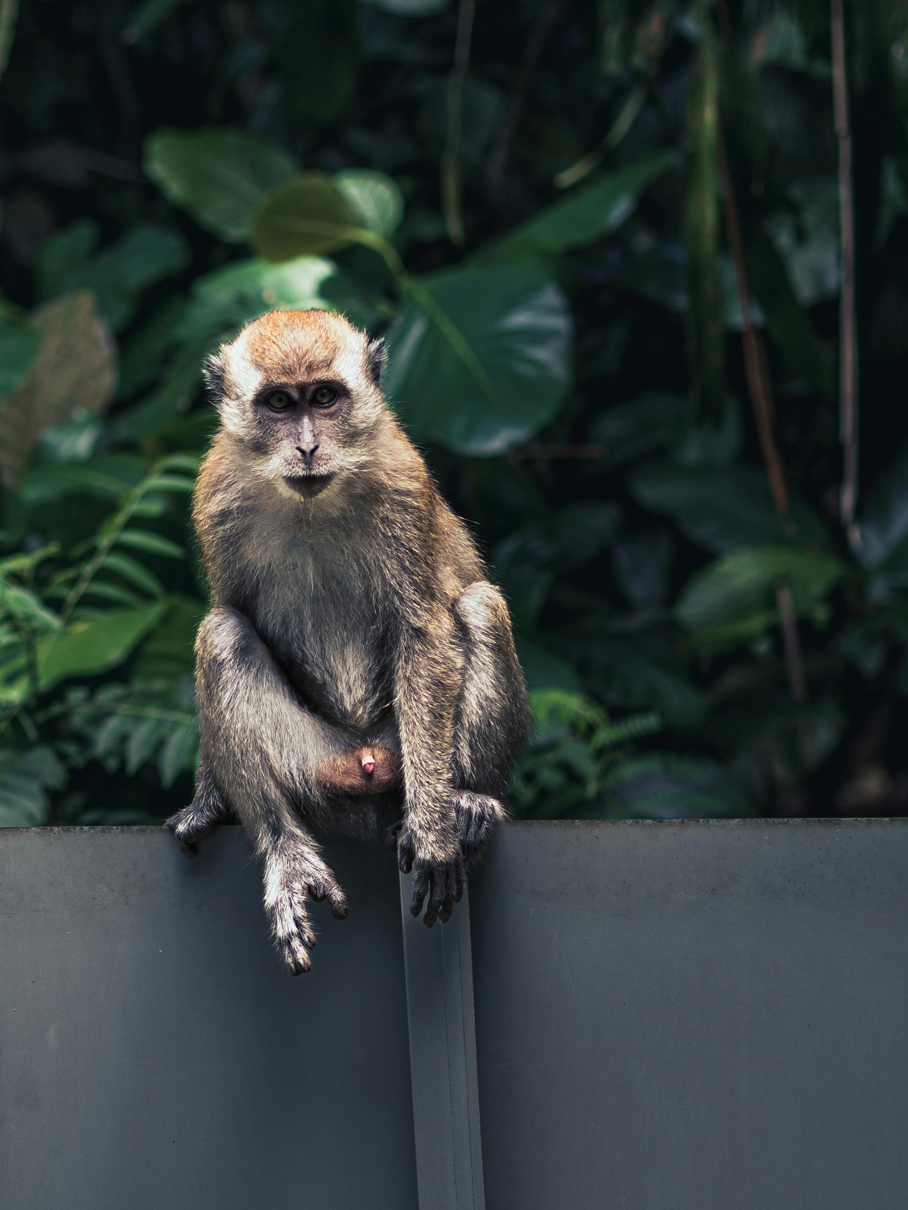 Gray and White Monkey Eating Fruit · Free Stock Photo