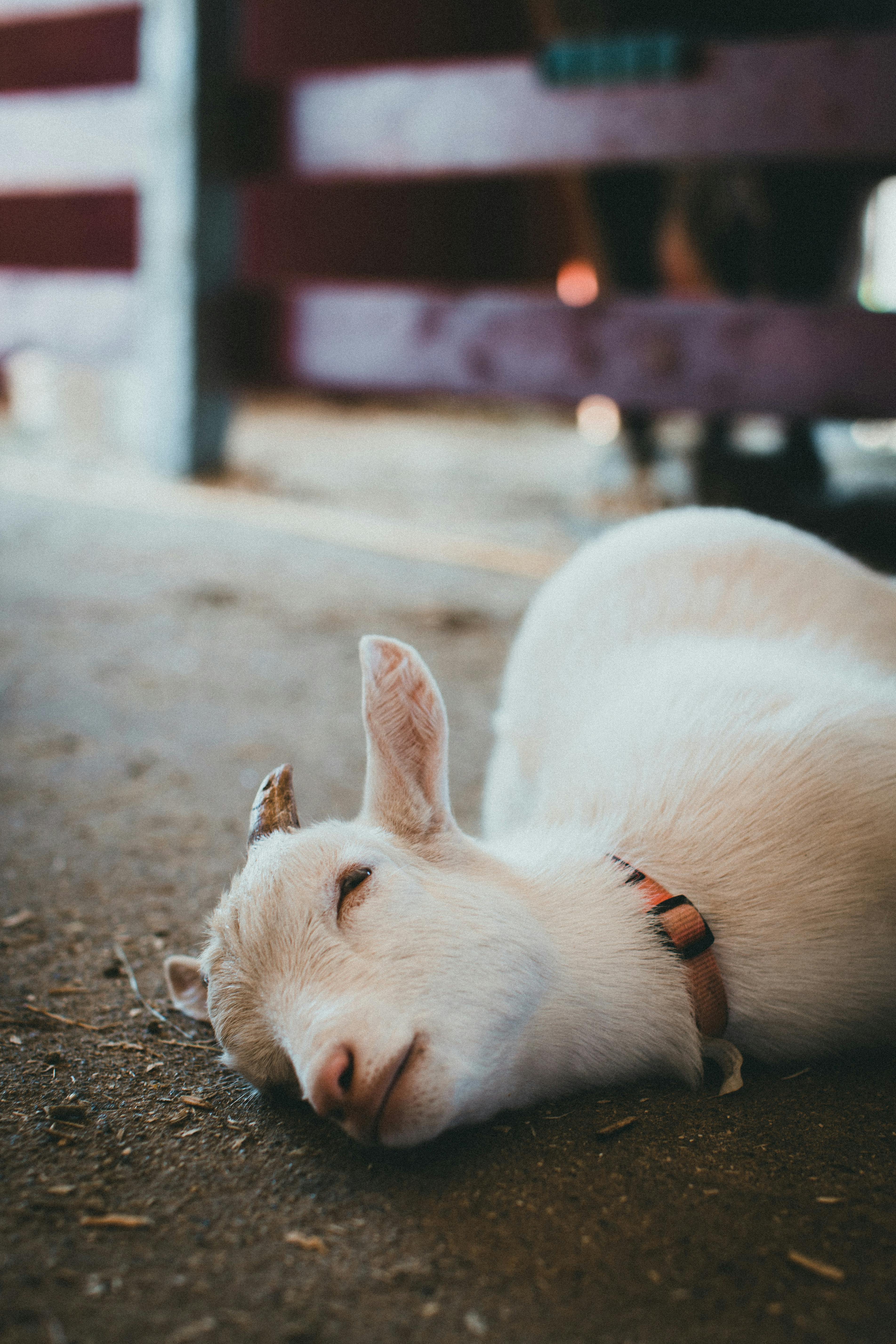 Close-Up Shot of a Goat Sleeping · Free Stock Photo