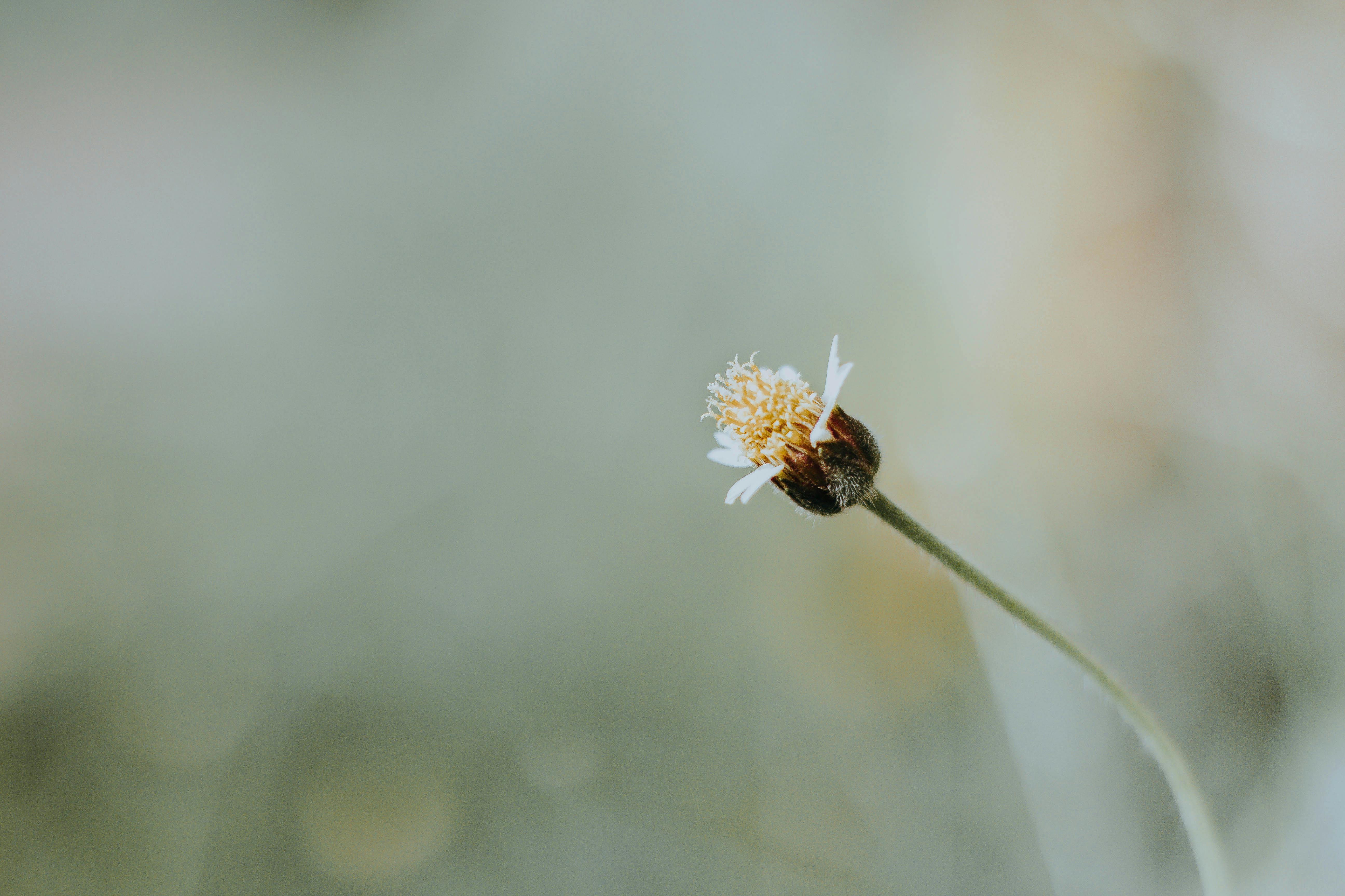Selective Focus Photo of a Flower · Free Stock Photo