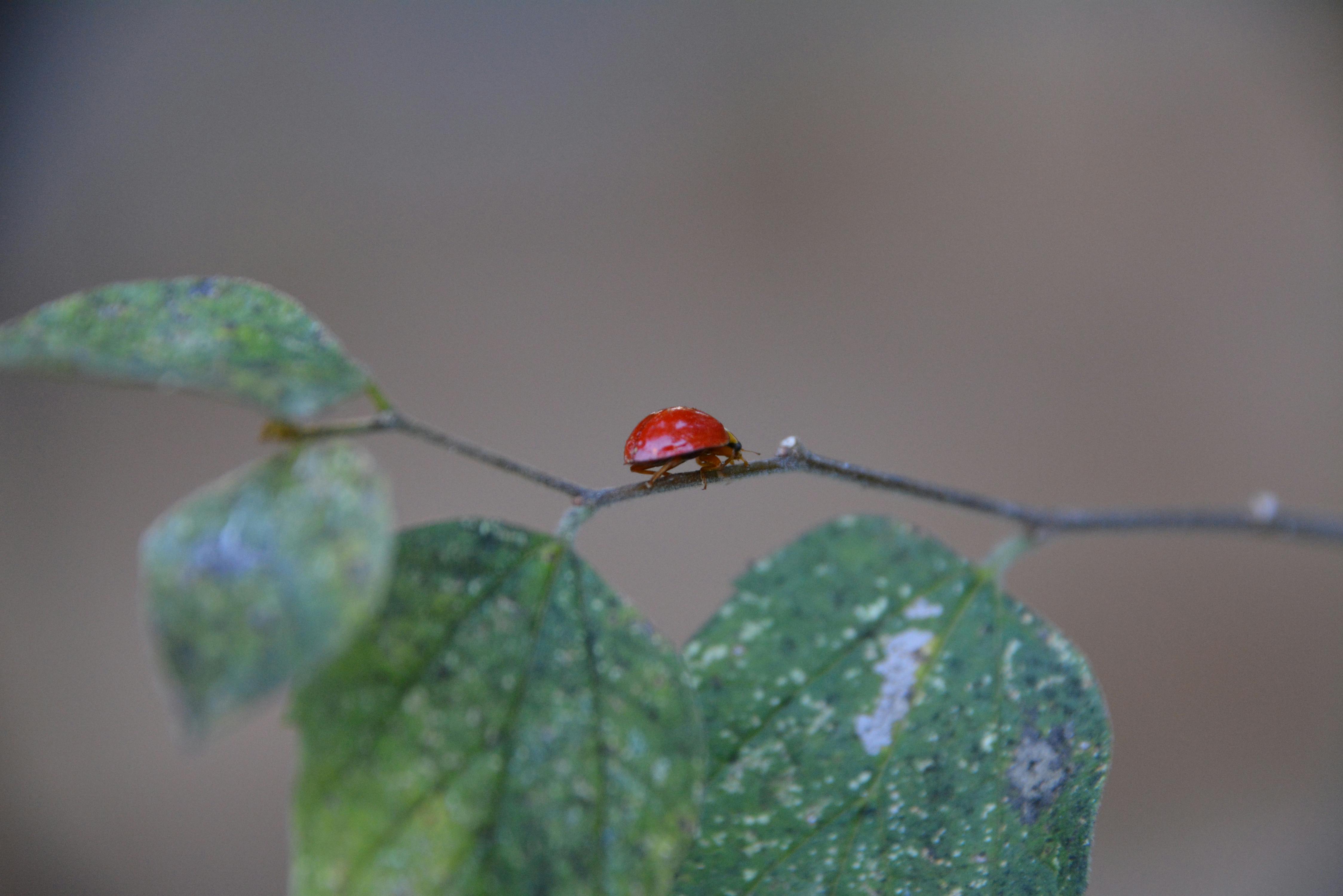 Lady Bug on a Green Plant · Free Stock Photo