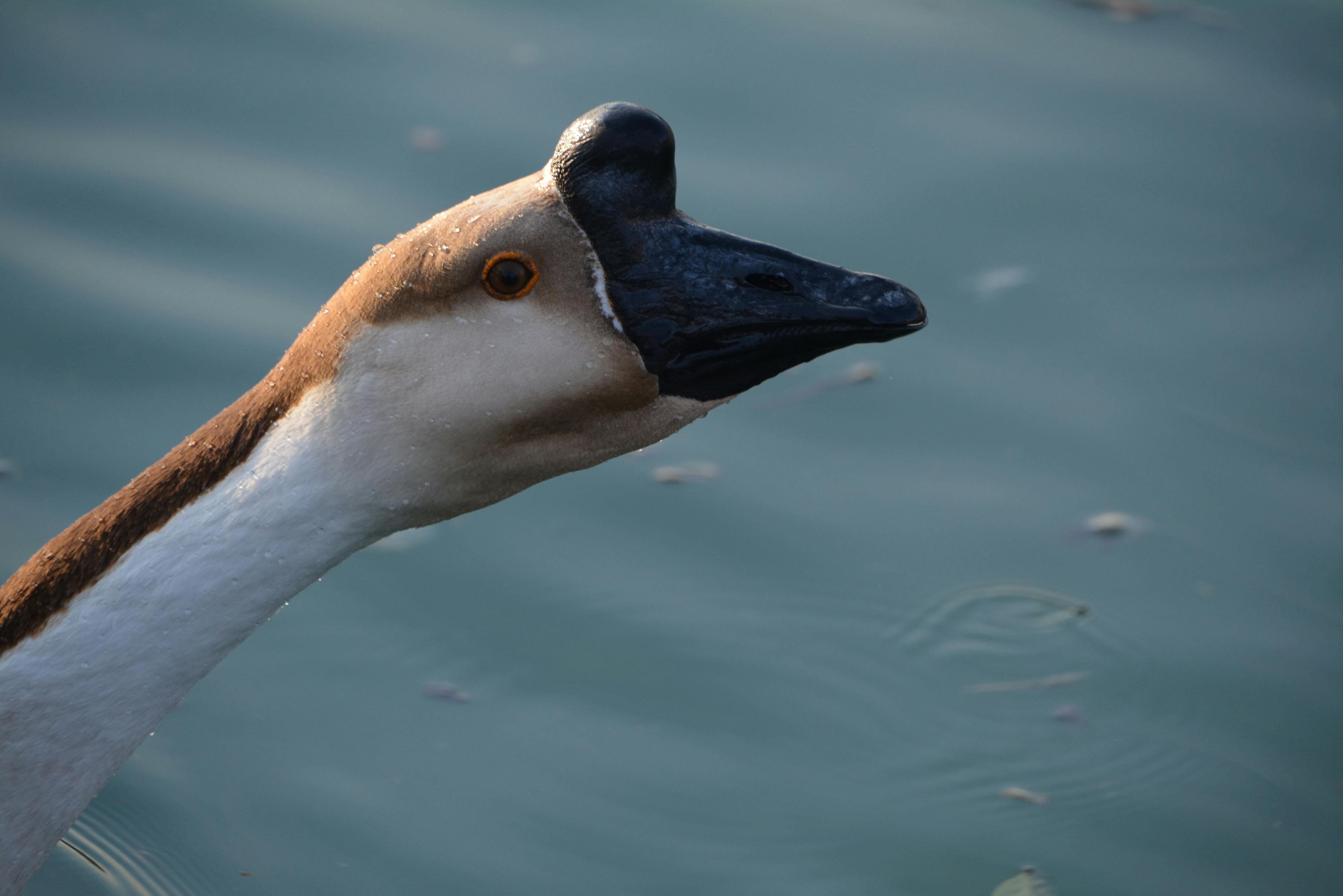A Close-Up Shot of a Goose · Free Stock Photo
