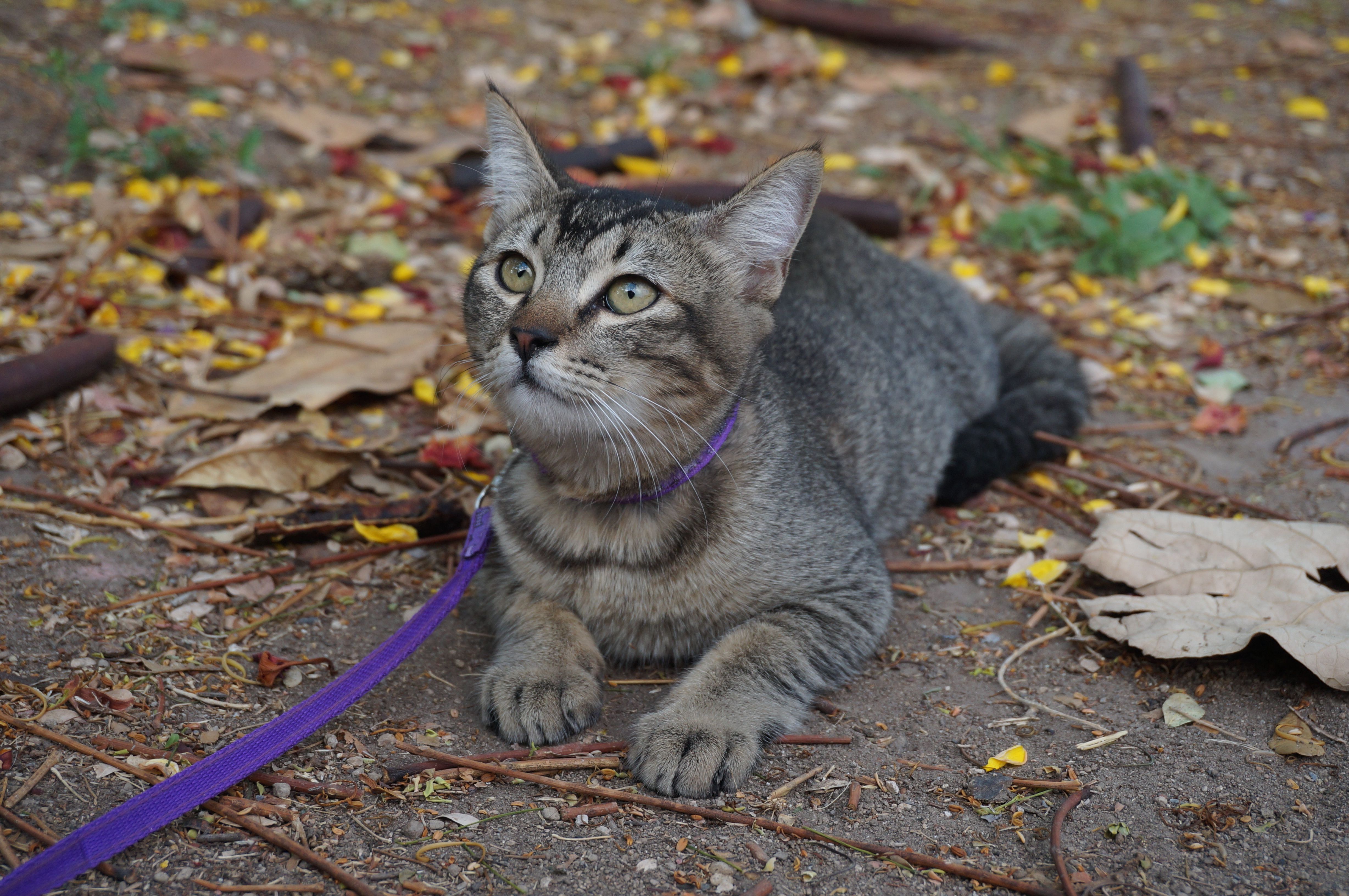 Aesthetic Cat Wallpaper Photos, Download The BEST Free Aesthetic Cat ...