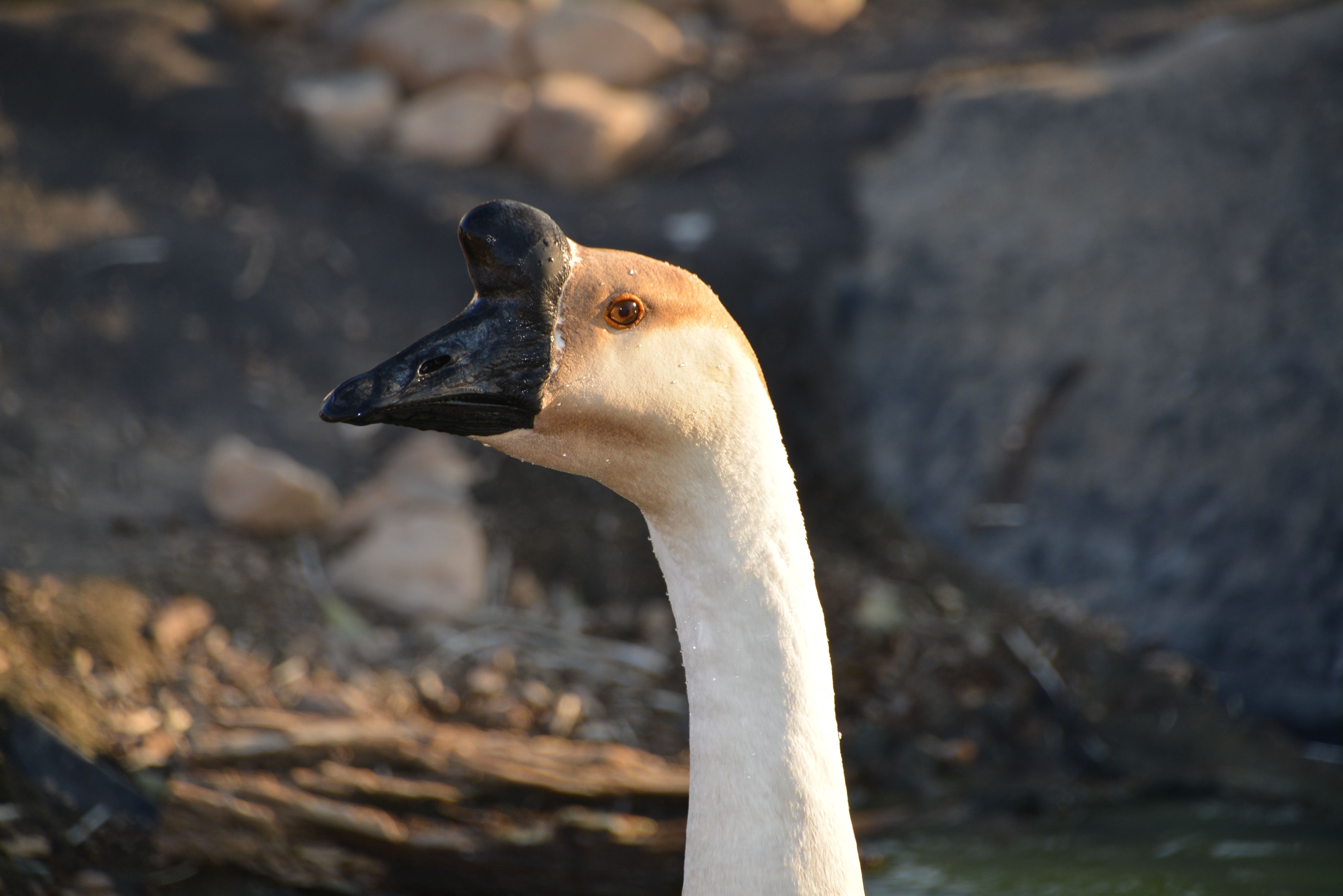 A Close-Up Shot of a Chinese Goose · Free Stock Photo