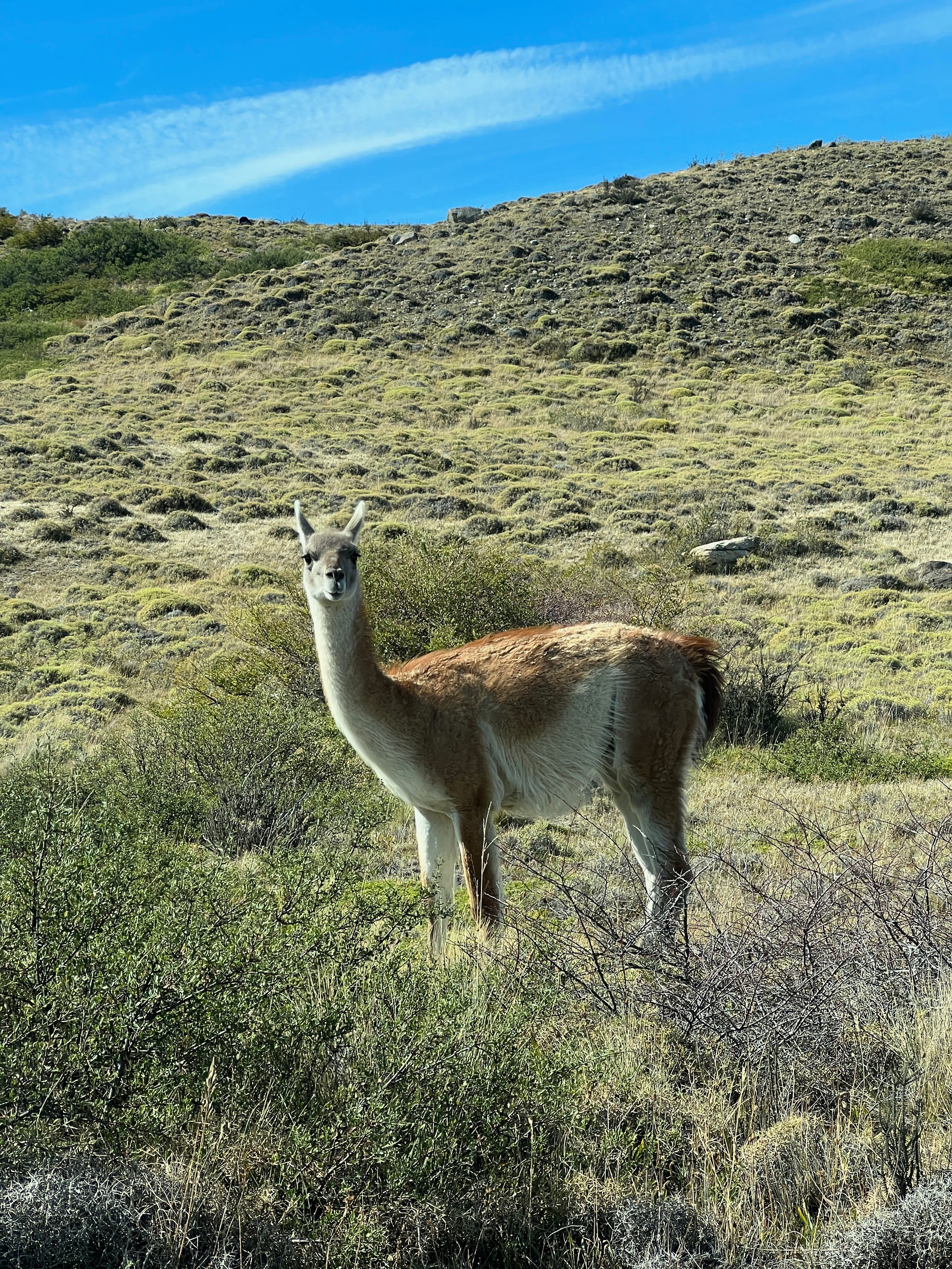 Guanaco Photos, Download The BEST Free Guanaco Stock Photos & HD Images