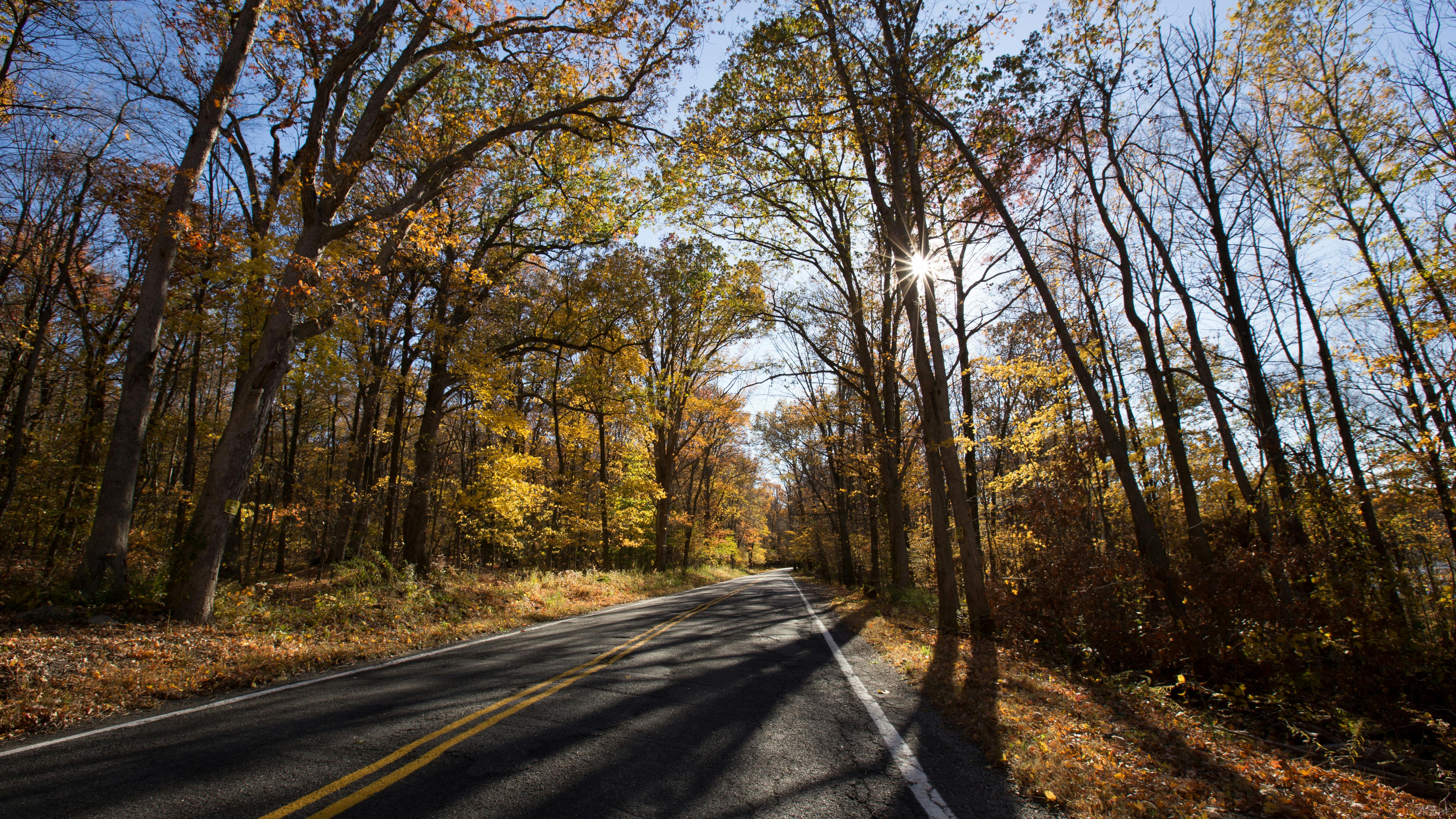 Asphalt Road between Trees in the Forest · Free Stock Photo