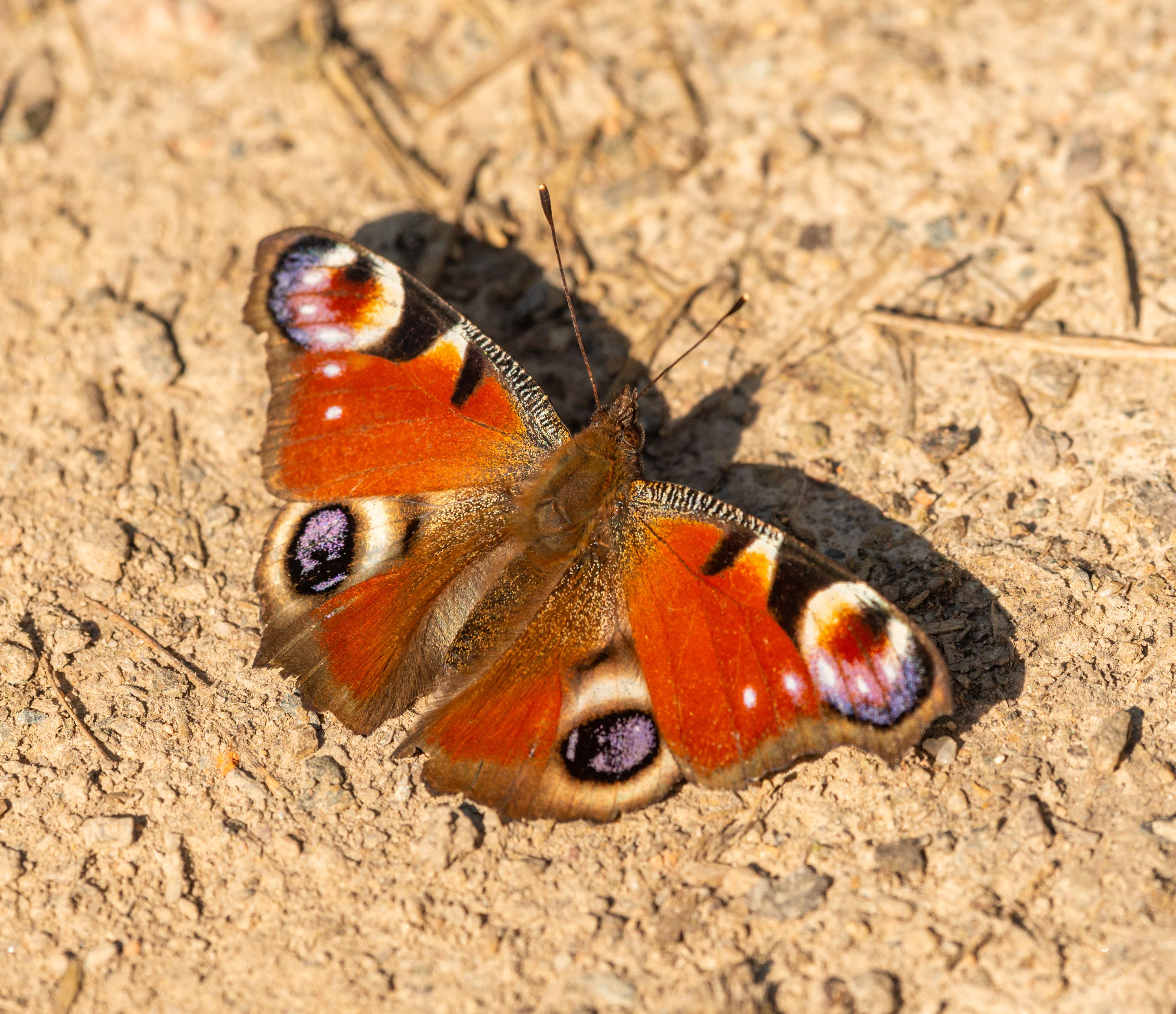 Close up of Butterfly · Free Stock Photo