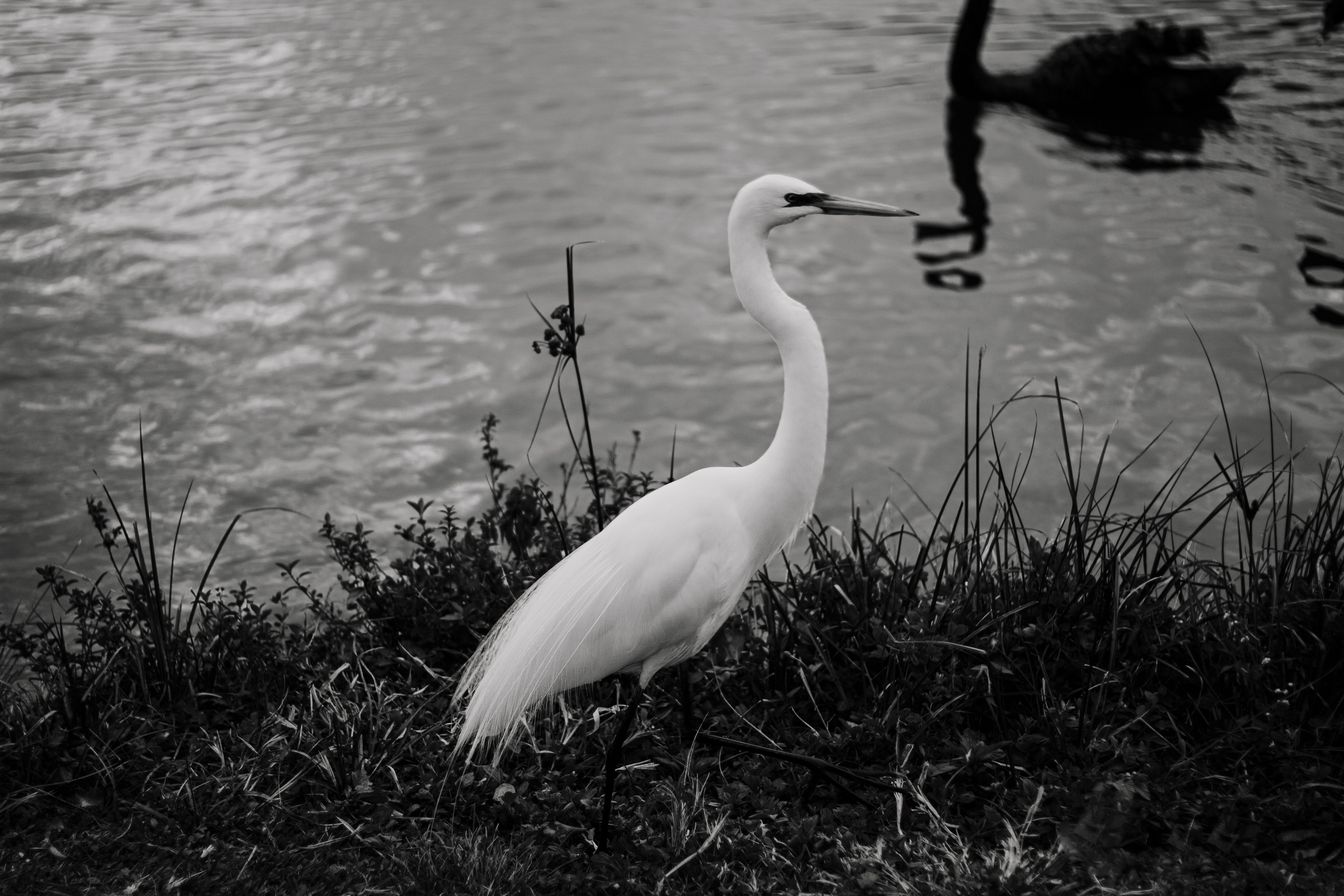 A Grayscale Photo of a Swan · Free Stock Photo