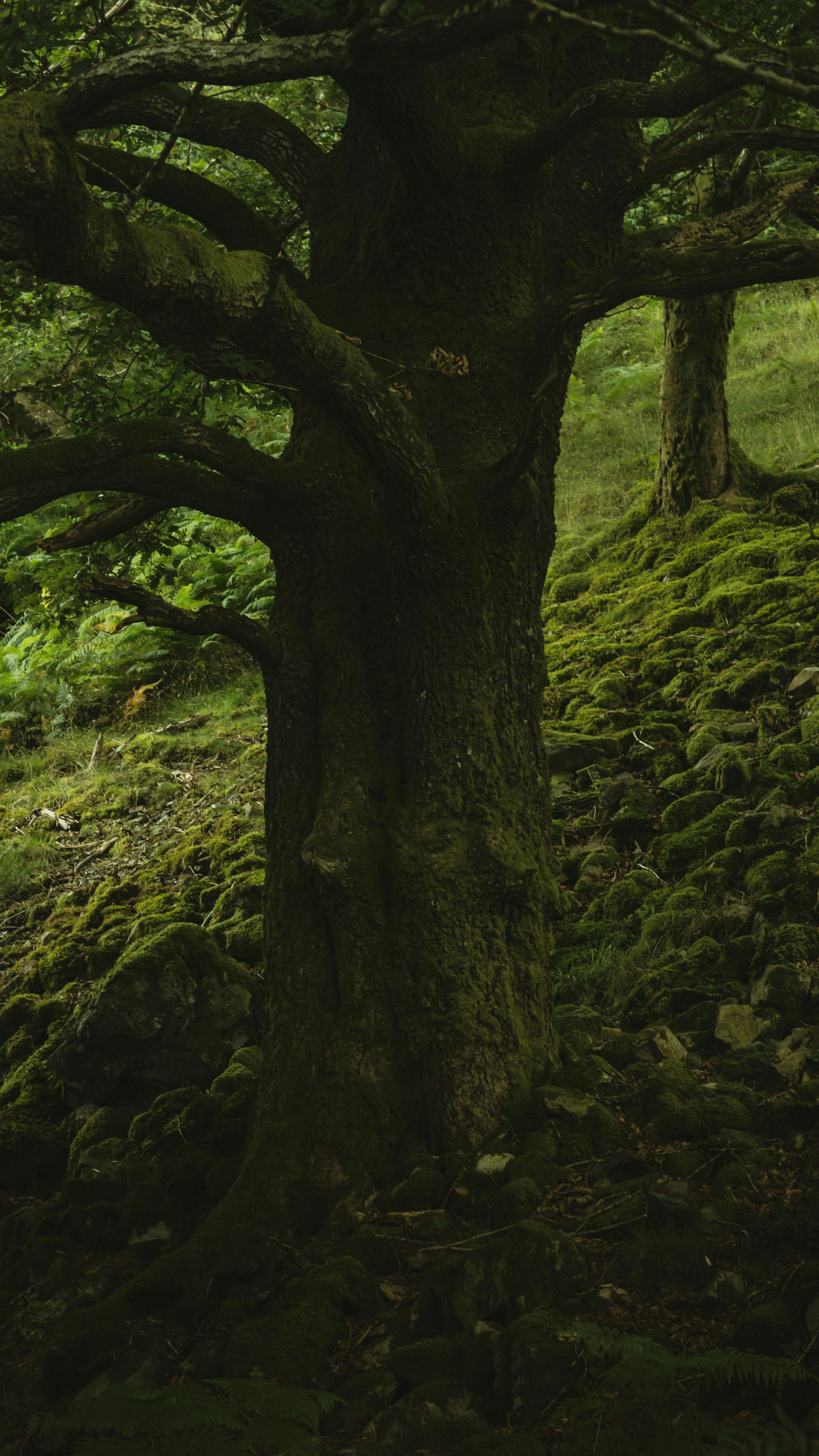 Raisin Tree Photos, Download The BEST Free Raisin Tree Stock Photos ...