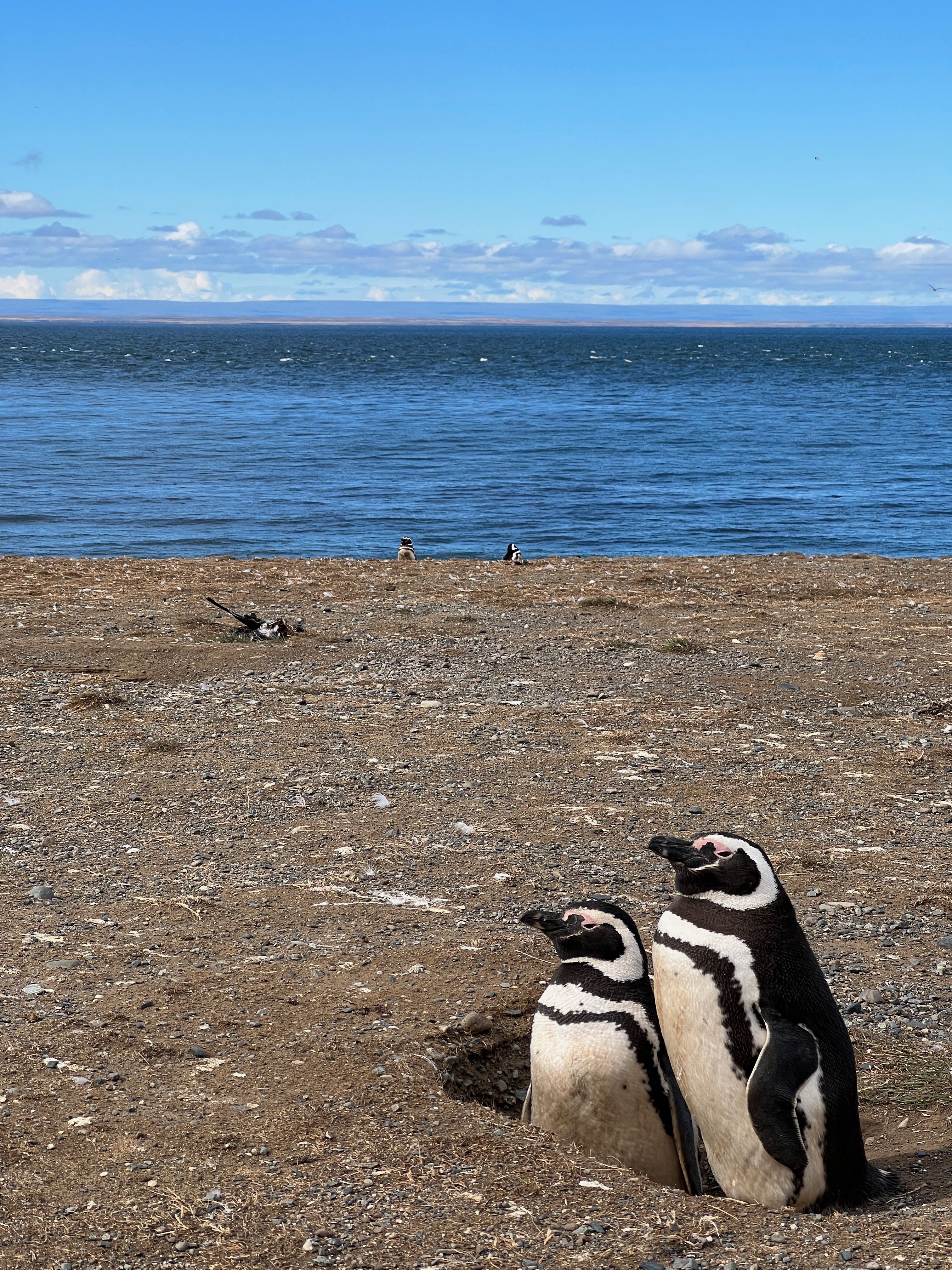 Penguins on a Beach · Free Stock Photo