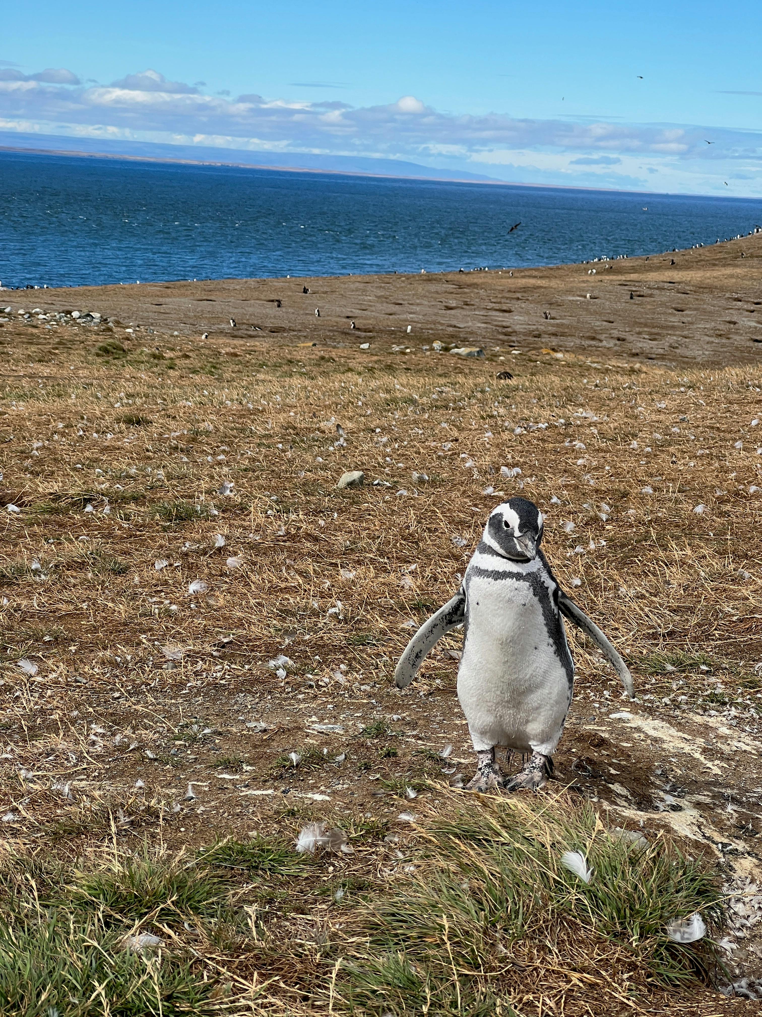 Gray and White Penguin on Brown Ground near Body of Water · Free Stock ...