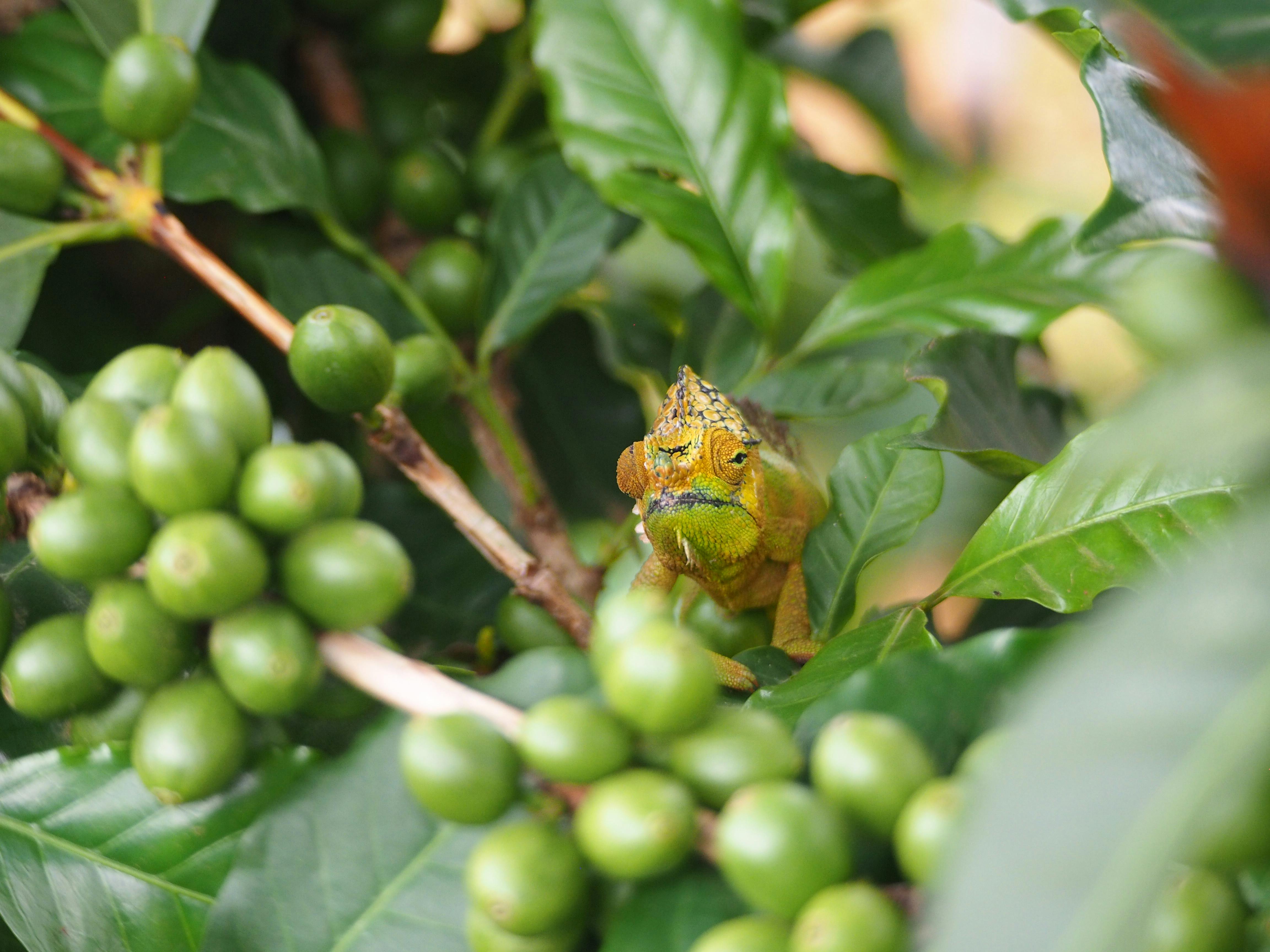 Red and Blue Chameleon · Free Stock Photo