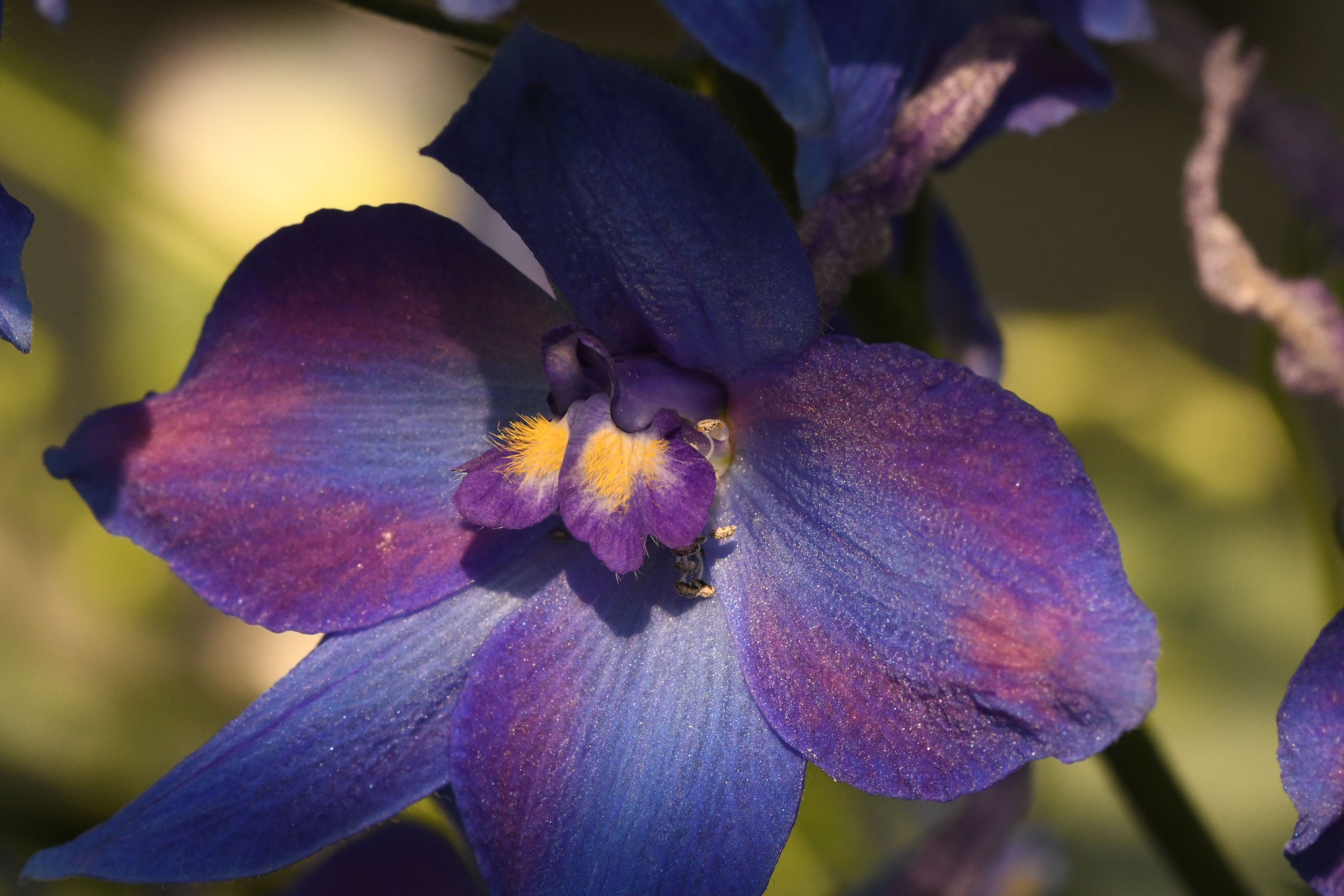 Larkspur Photos, Download The BEST Free Larkspur Stock Photos & HD Images