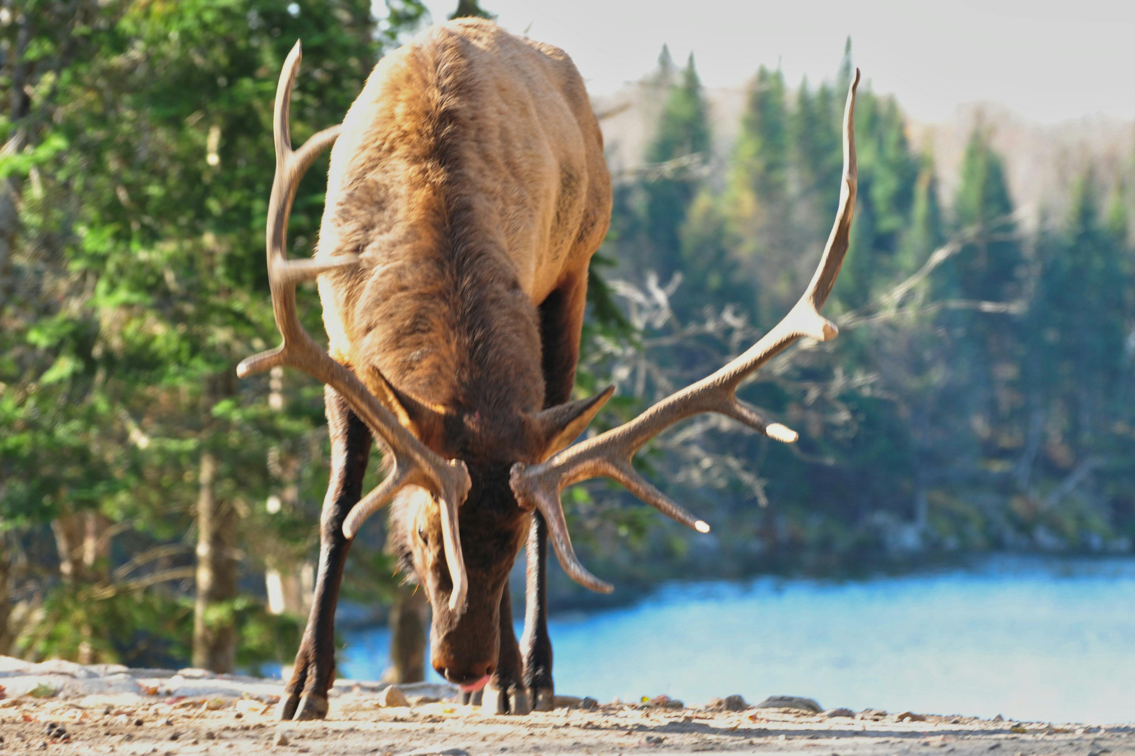 Free stock photo of animal, antlers, deer