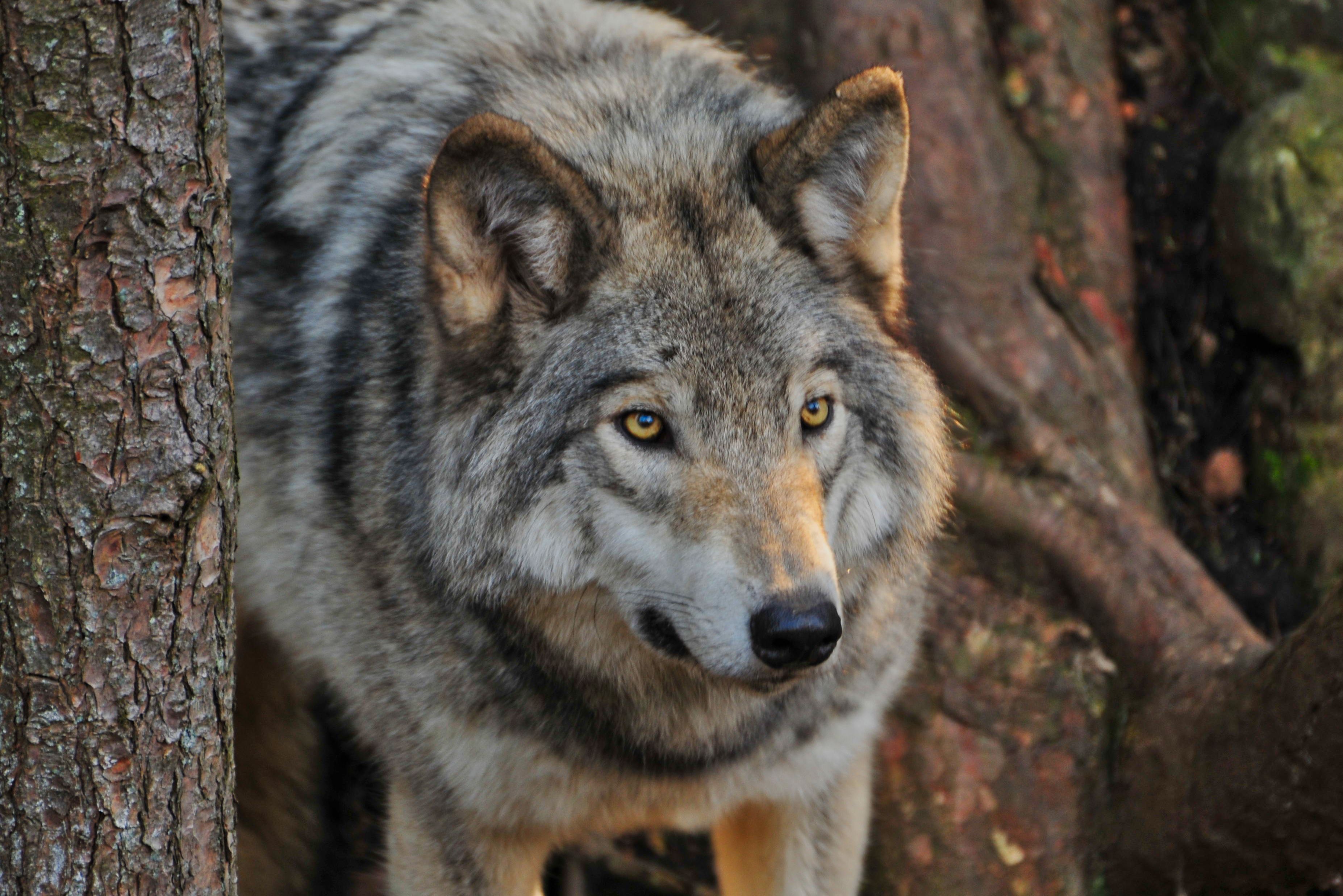 Arctic Wolf Carnivore Arctic Wolf 6 By SalsolaStock On DeviantArt