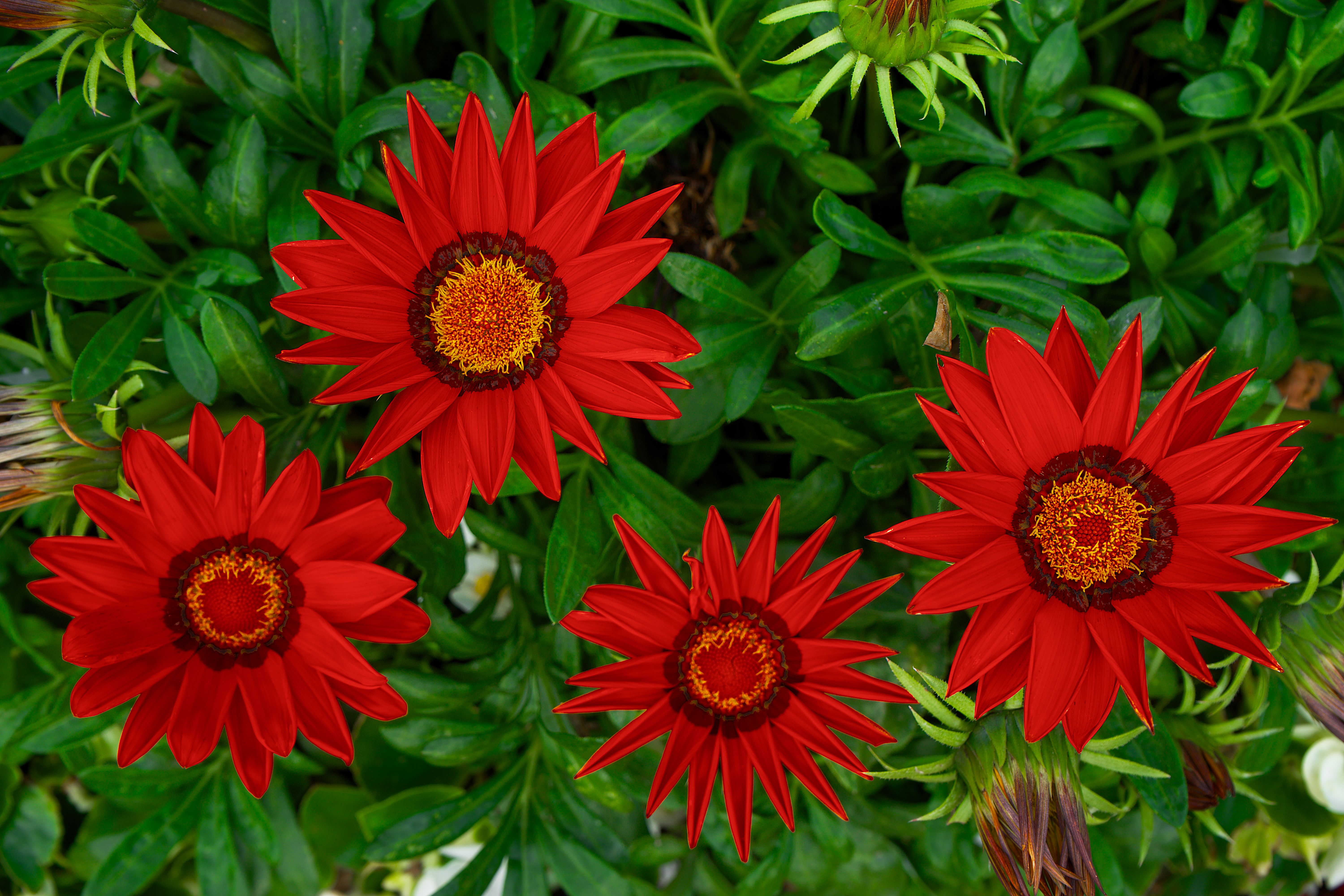 Overhead Shot of Red Flowers · Free Stock Photo
