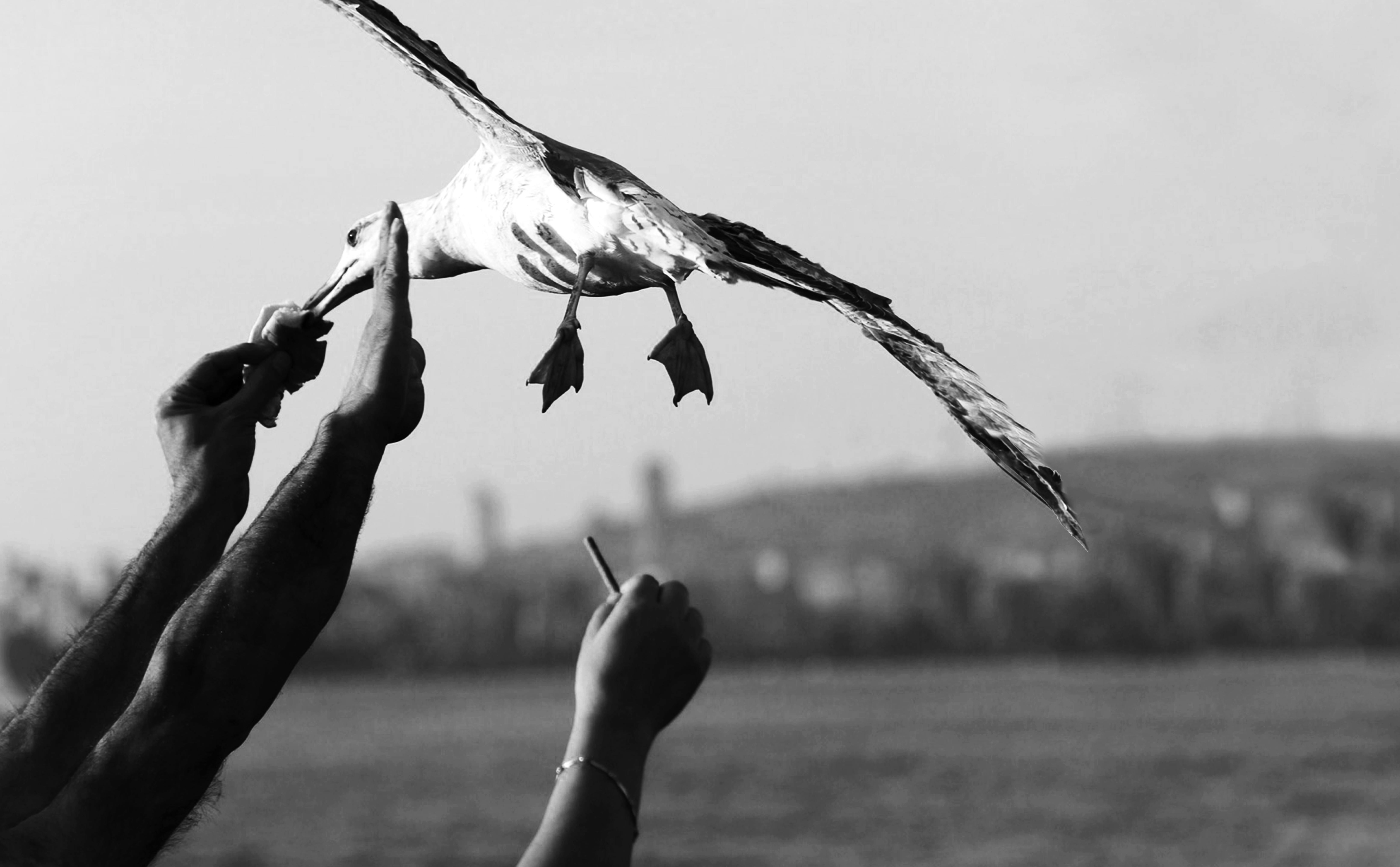 People Feeding a Flying Bird · Free Stock Photo