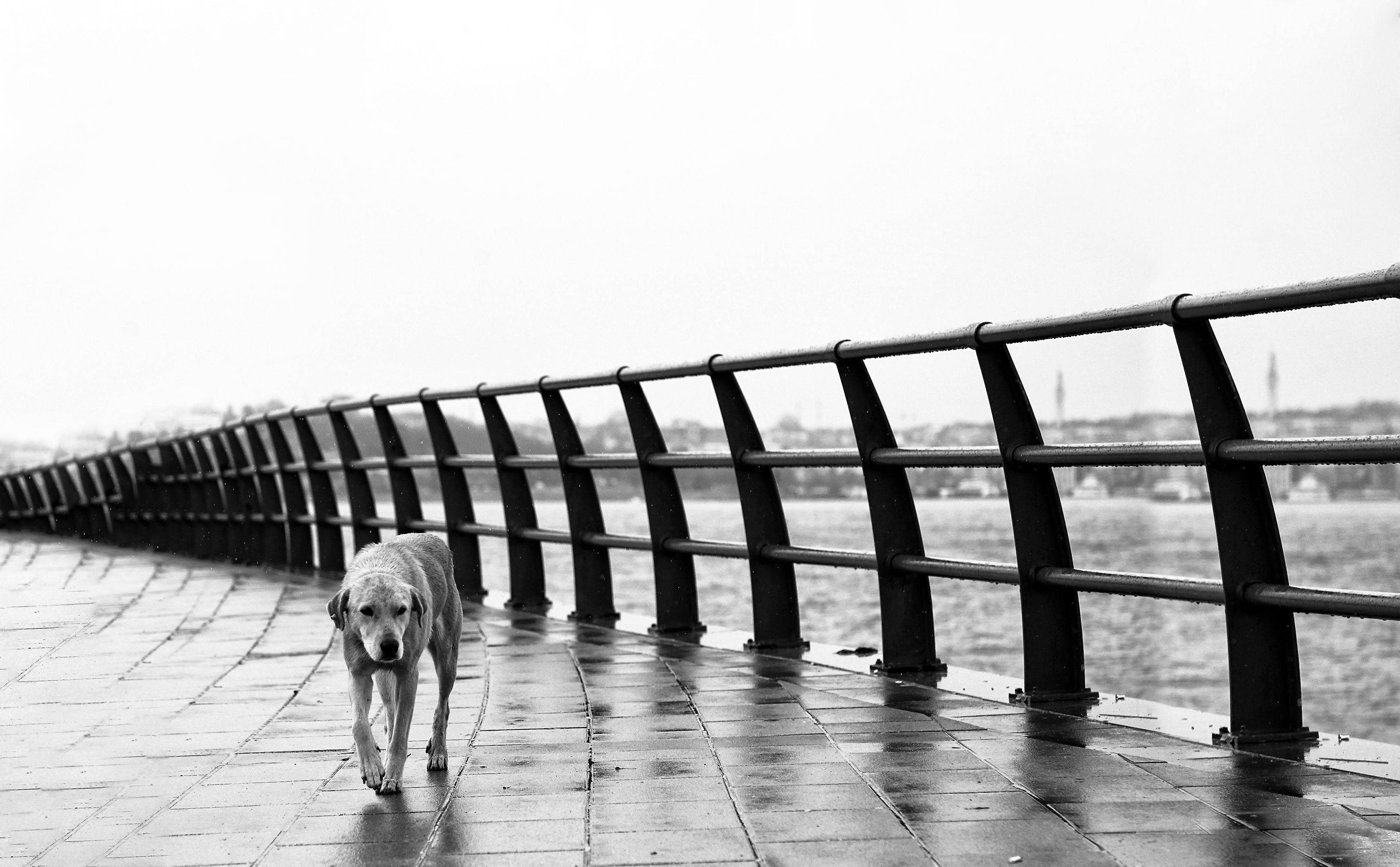 Dog on Pier · Free Stock Photo