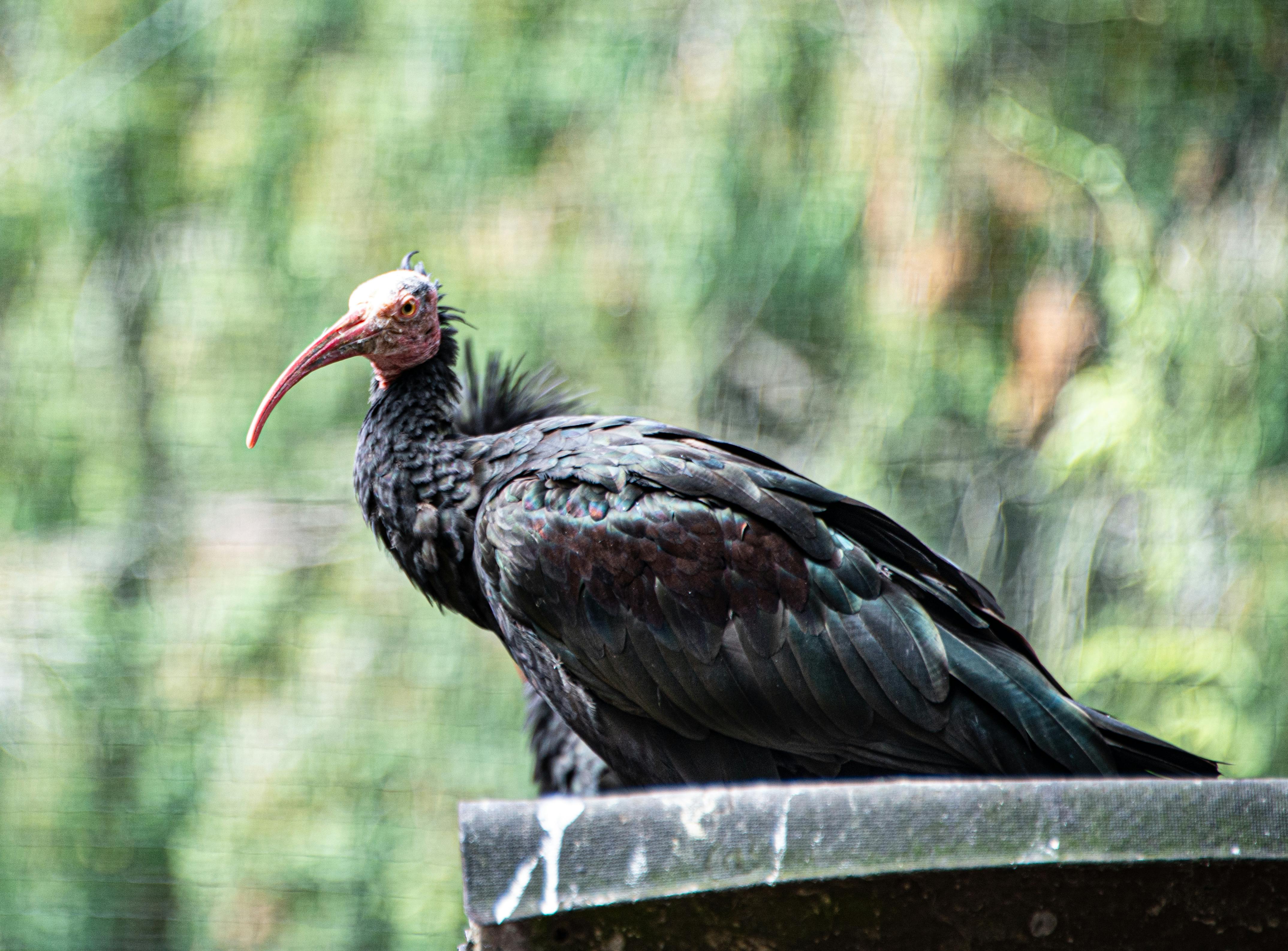 Ibis Photos, Download The BEST Free Ibis Stock Photos & HD Images