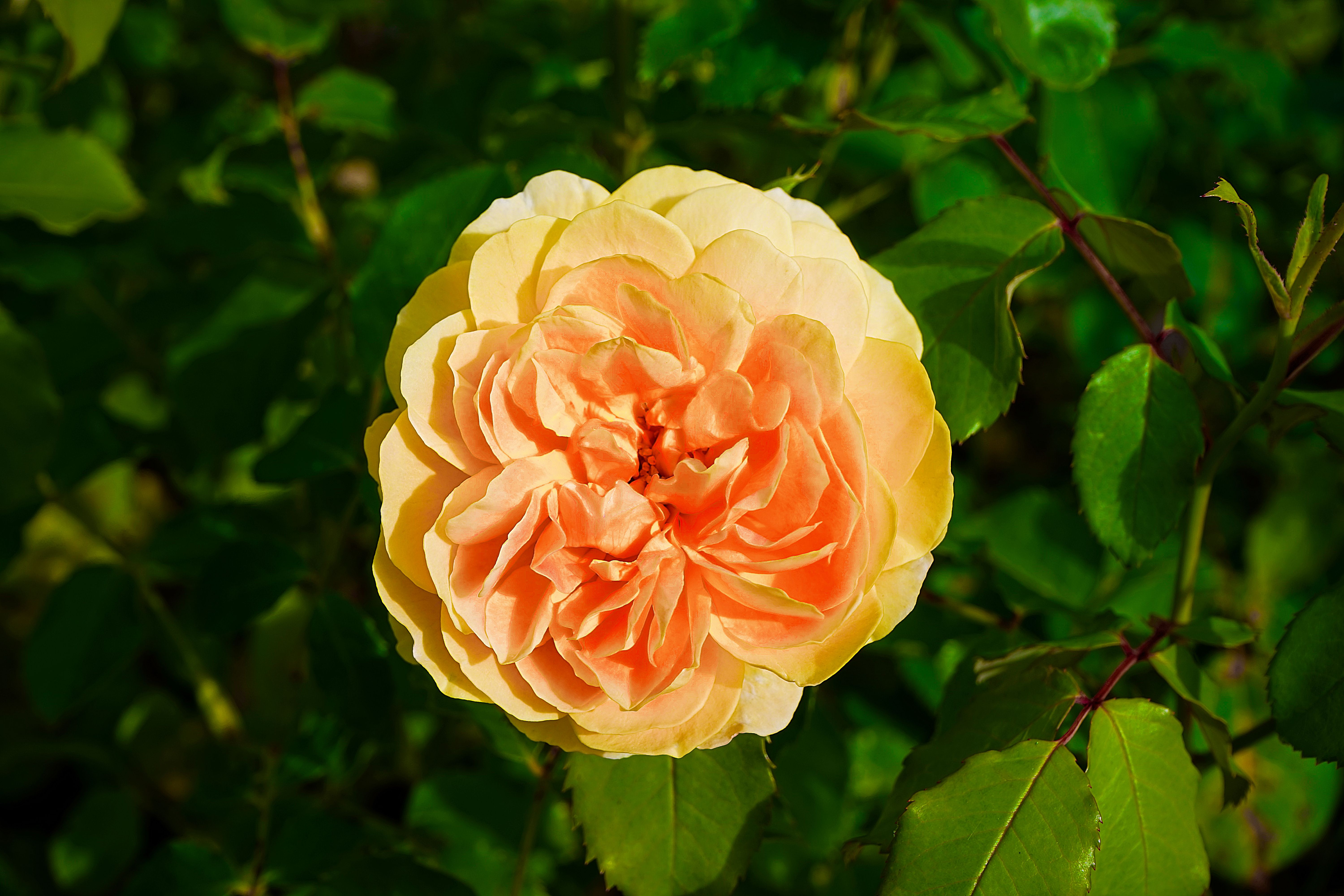 Close-Up Shot of a Rose in Bloom · Free Stock Photo